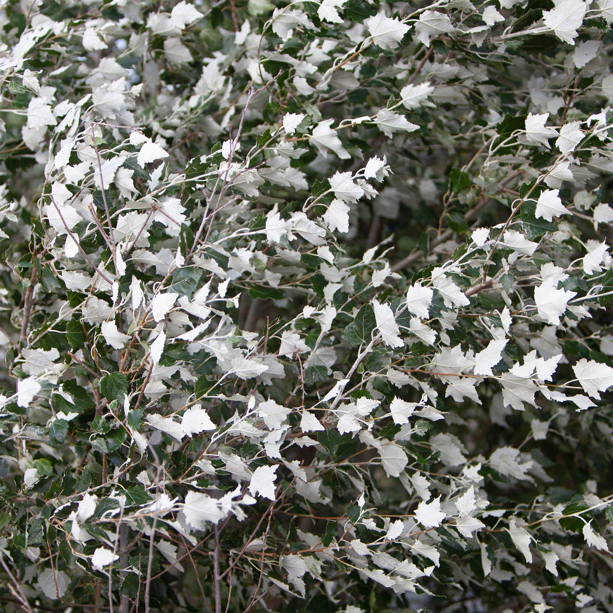 Witte abeel 'Nivea' - Populus alba Nivea | Bakker.com