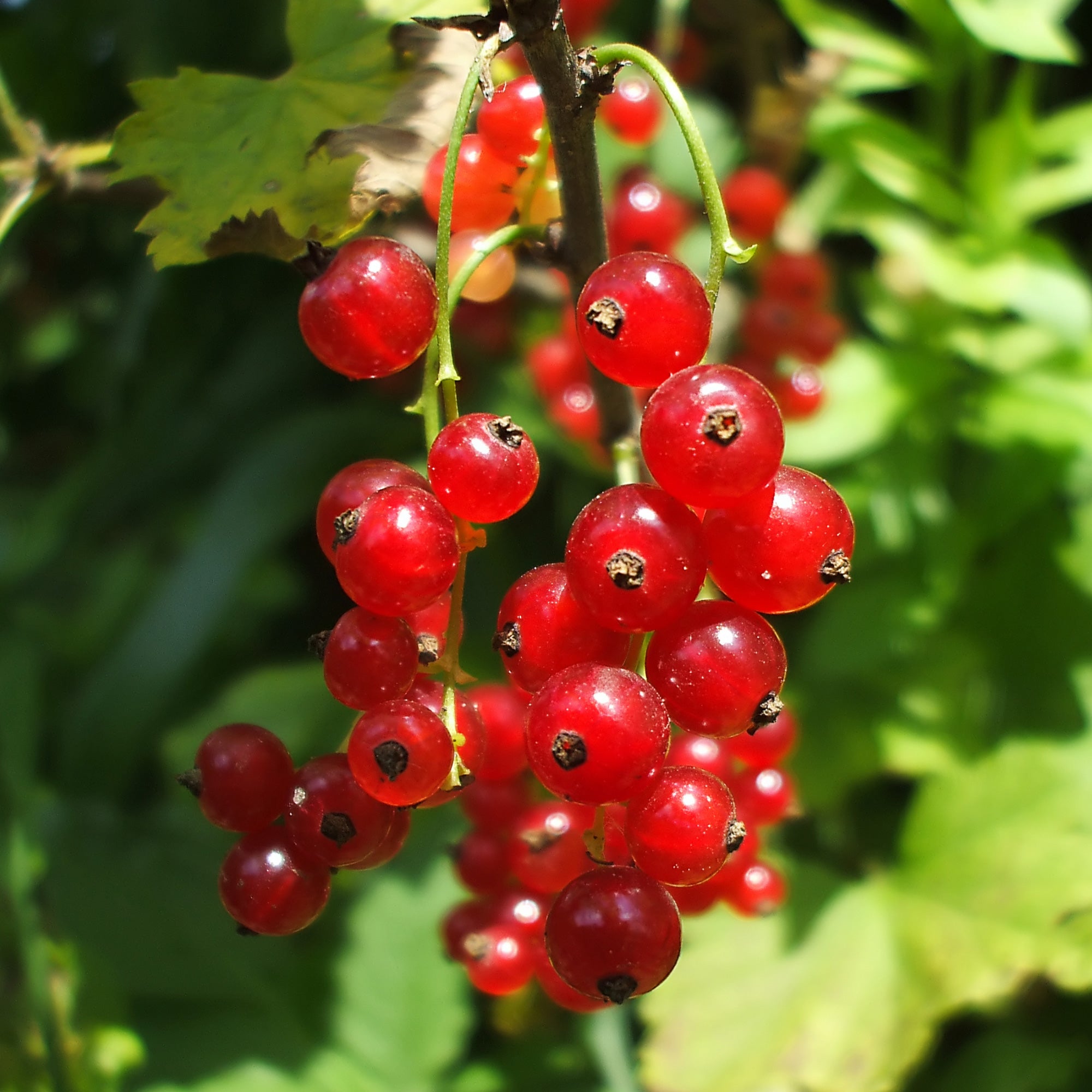 Aalbes 'Versaillaise rouge' - Ribes rubrum Versaillaise Rouge | Bakker.com