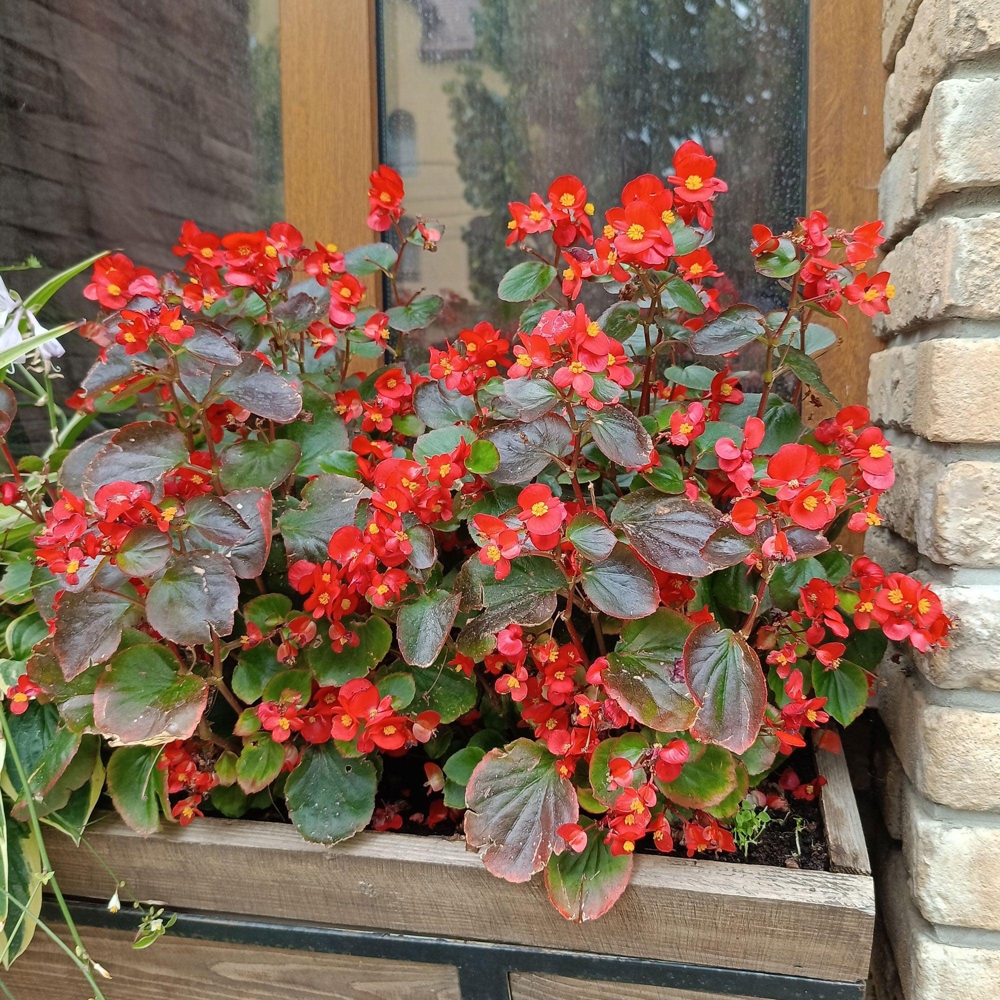 Rode waterbegonia - Bégonia semperflorens red | Bakker.com