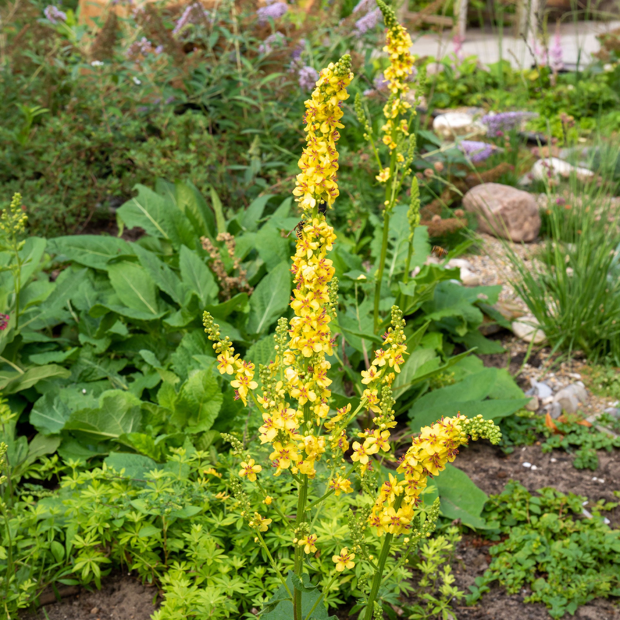 Zwarte toorts - Verbascum nigrum | Bakker.com