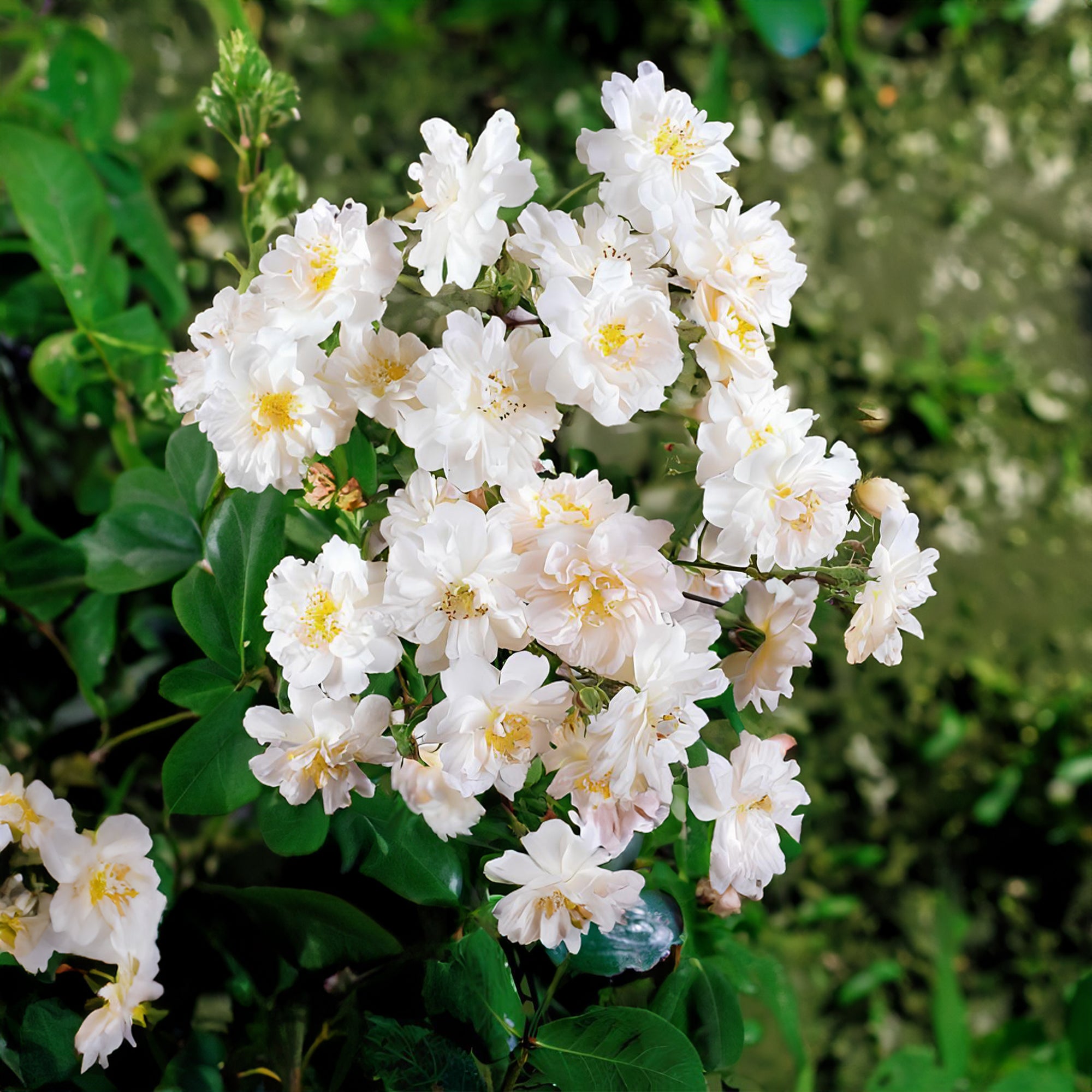 Rozen Mix 'Petite Duchesse' + 'Immensee' (x2) - Rosa x wichuraiana ...