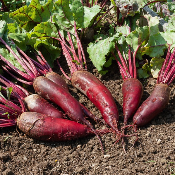 Zaden Rode biet 'Cylindra' - Beta vulgaris rouge cylindra | Bakker.com