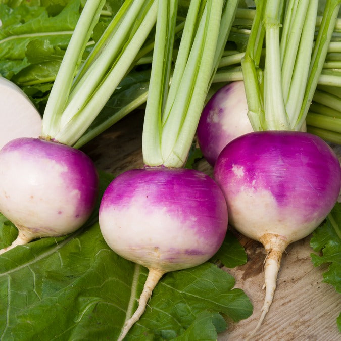 Zaden Knolraap 'De Nancy' - Brassica rapa de nancy | Bakker.com