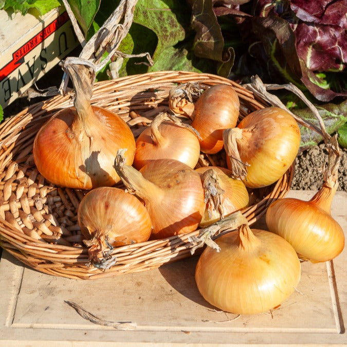 Bloembollen Gele ui 500 gram bloembollen - Allium cepa Paille des ...