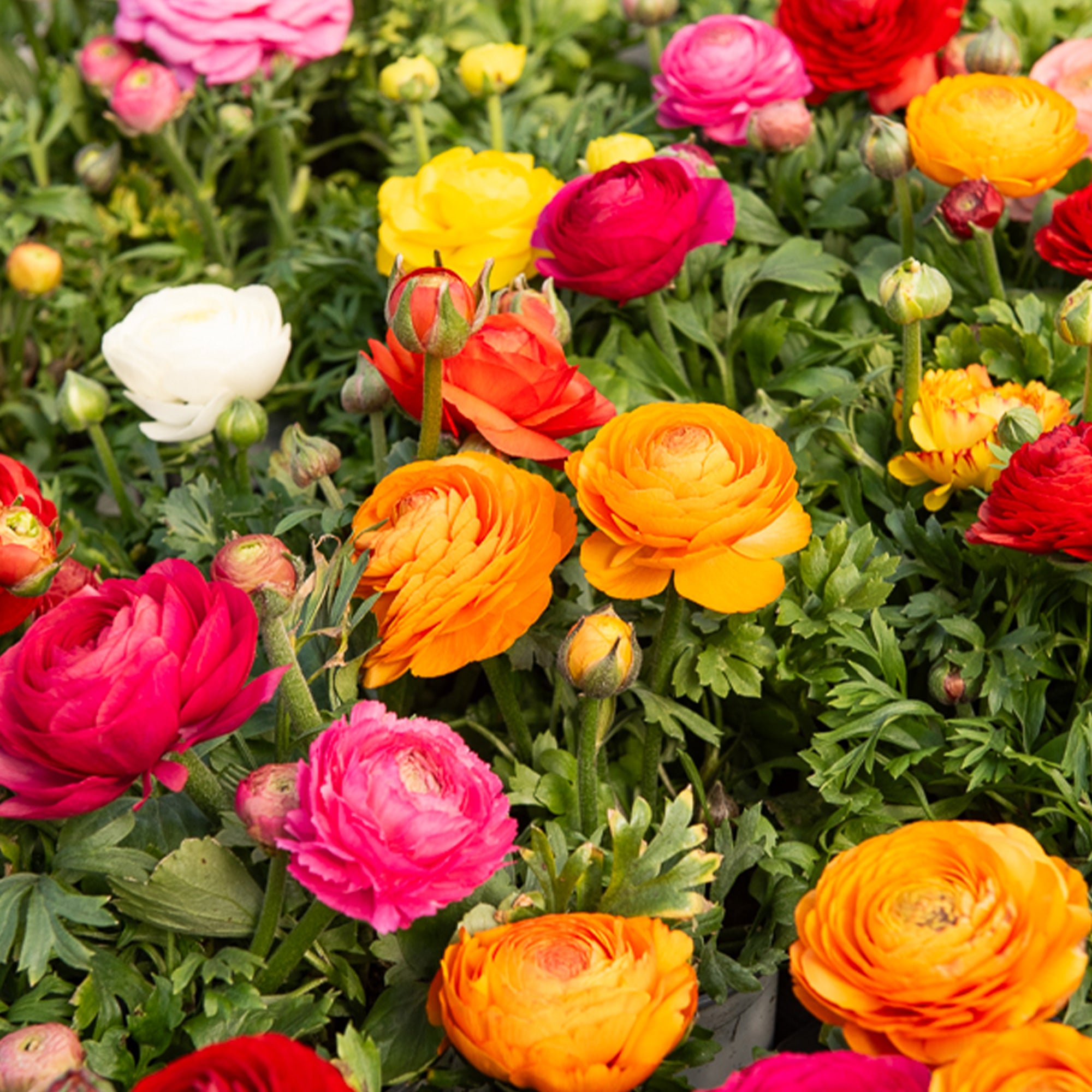 Bloembollen Ranonkel Mix - Ranunculus asiaticus | Bakker.com