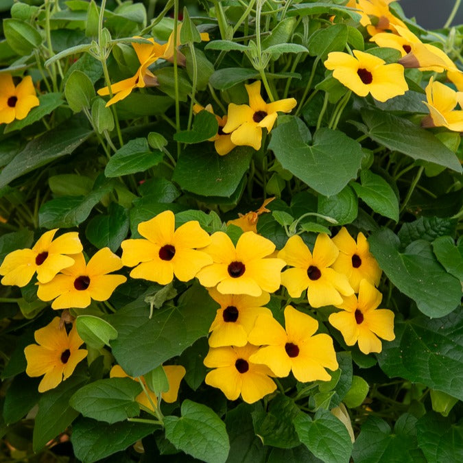 Suzanne-met-de-mooie-ogen - geel - Thunbergia alata Sunny Susy ...