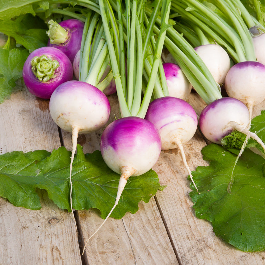 Zaden Knolraap 'De Nancy' - Brassica rapa de nancy | Bakker.com