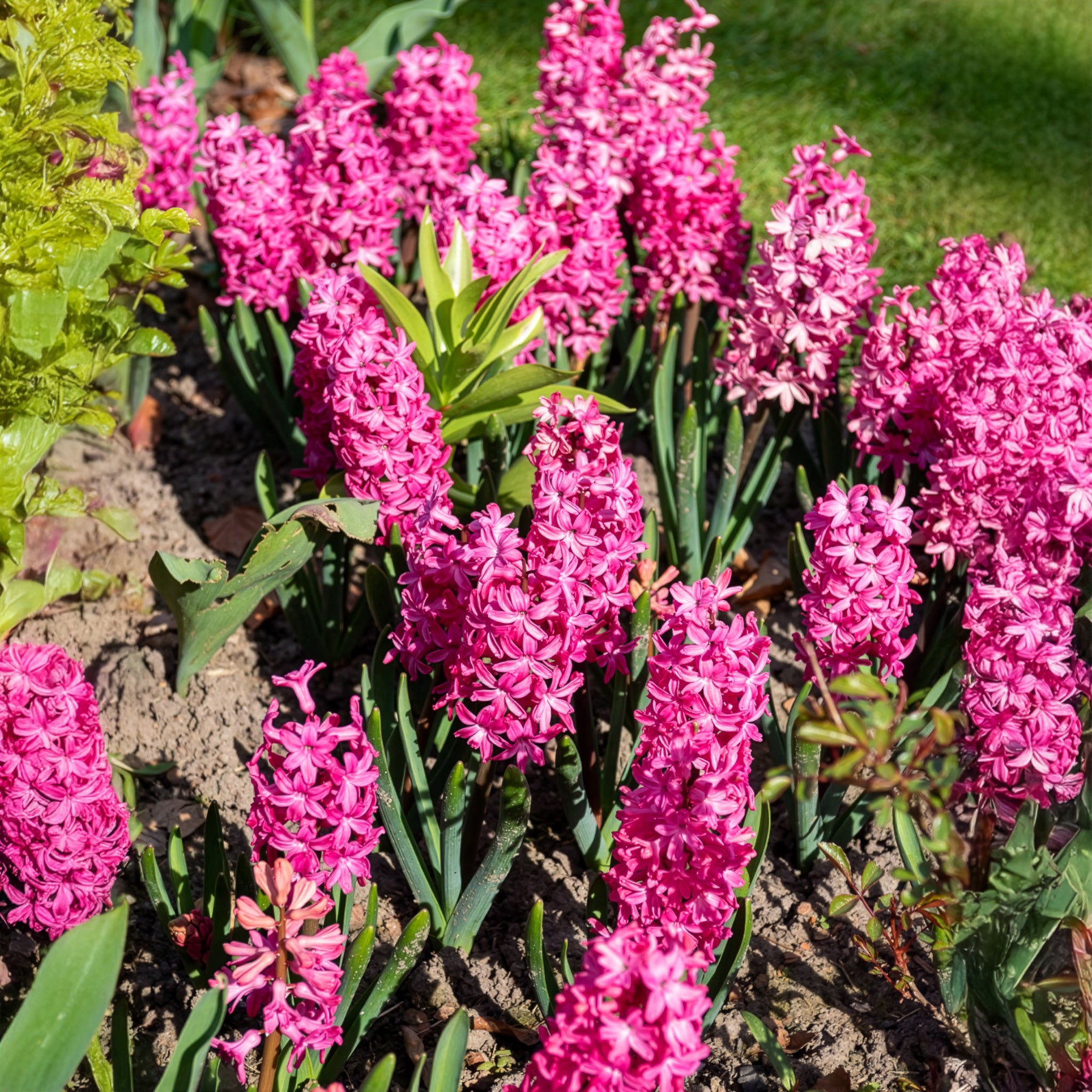 Bloembollen Hyacinthen 'Jan Bos' (x6) - Hyacinthus orientalis jan bos ...