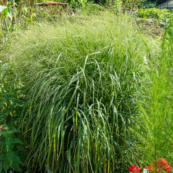 Vingergras 'Heavy Metal' (x3) - Panicum virgatum heavy metal | Bakker.com