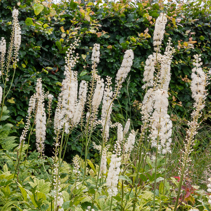 Christoffelkruid Bugbane - Actaea racemosa | Bakker.com
