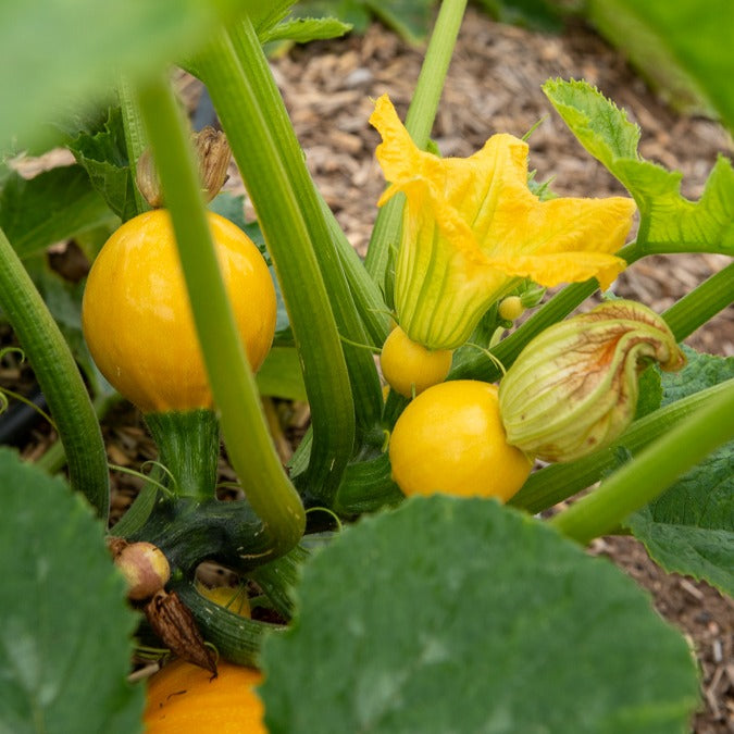 Zaden Courgette Sun Ball F1 - Cucurbita pepo | Bakker.com