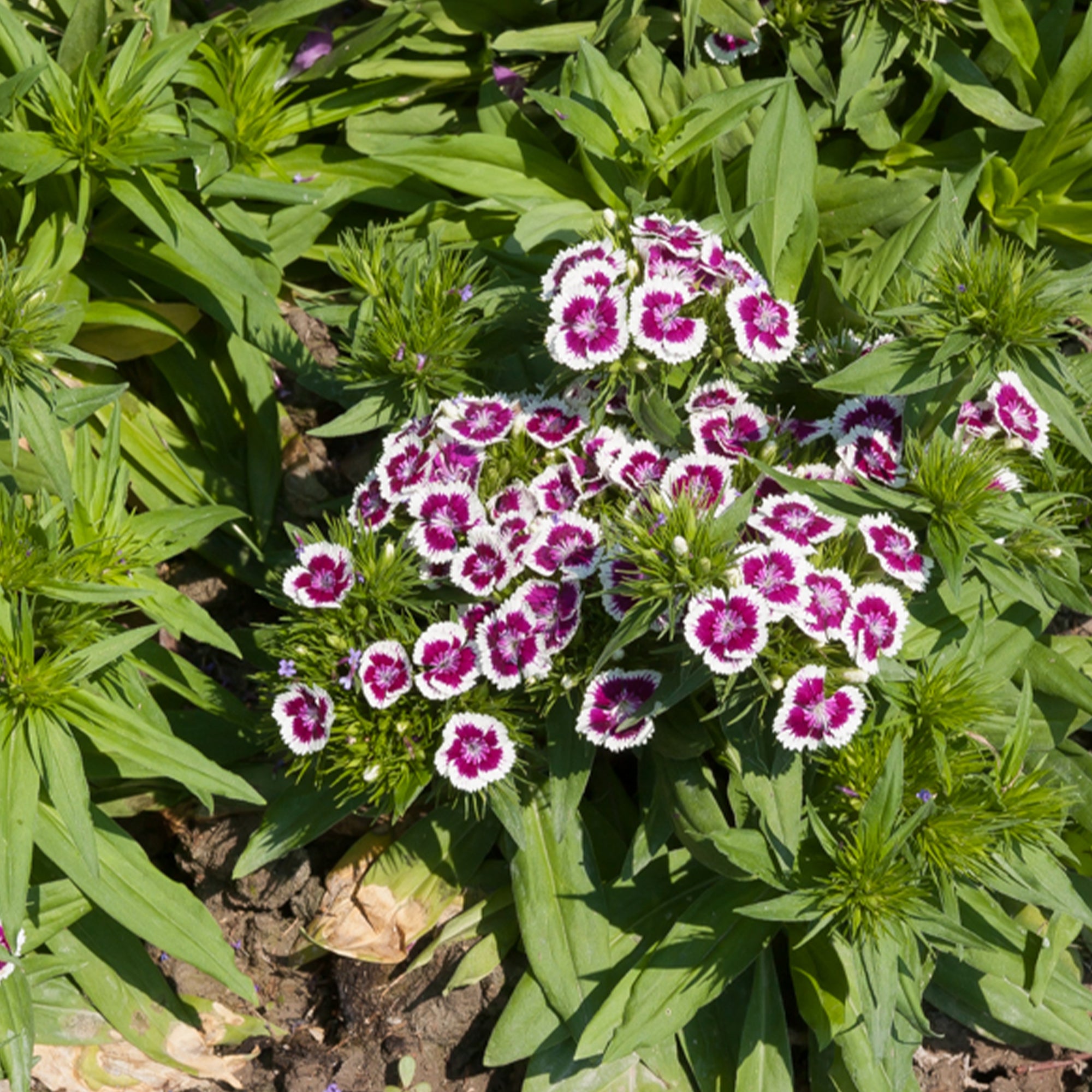 Picotee Paarse Anjer - Dianthus barbatus Barbarini Purple Picotee ...