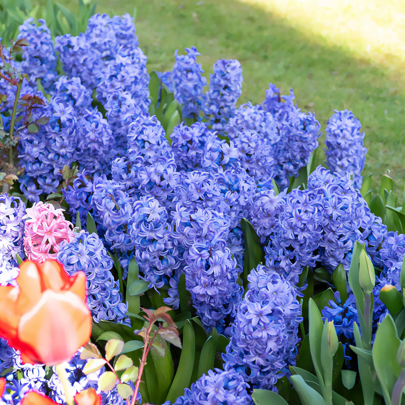 Bloembollen Hyacint Delft Blue - Hyacinthus orientalis Delft Blue ...