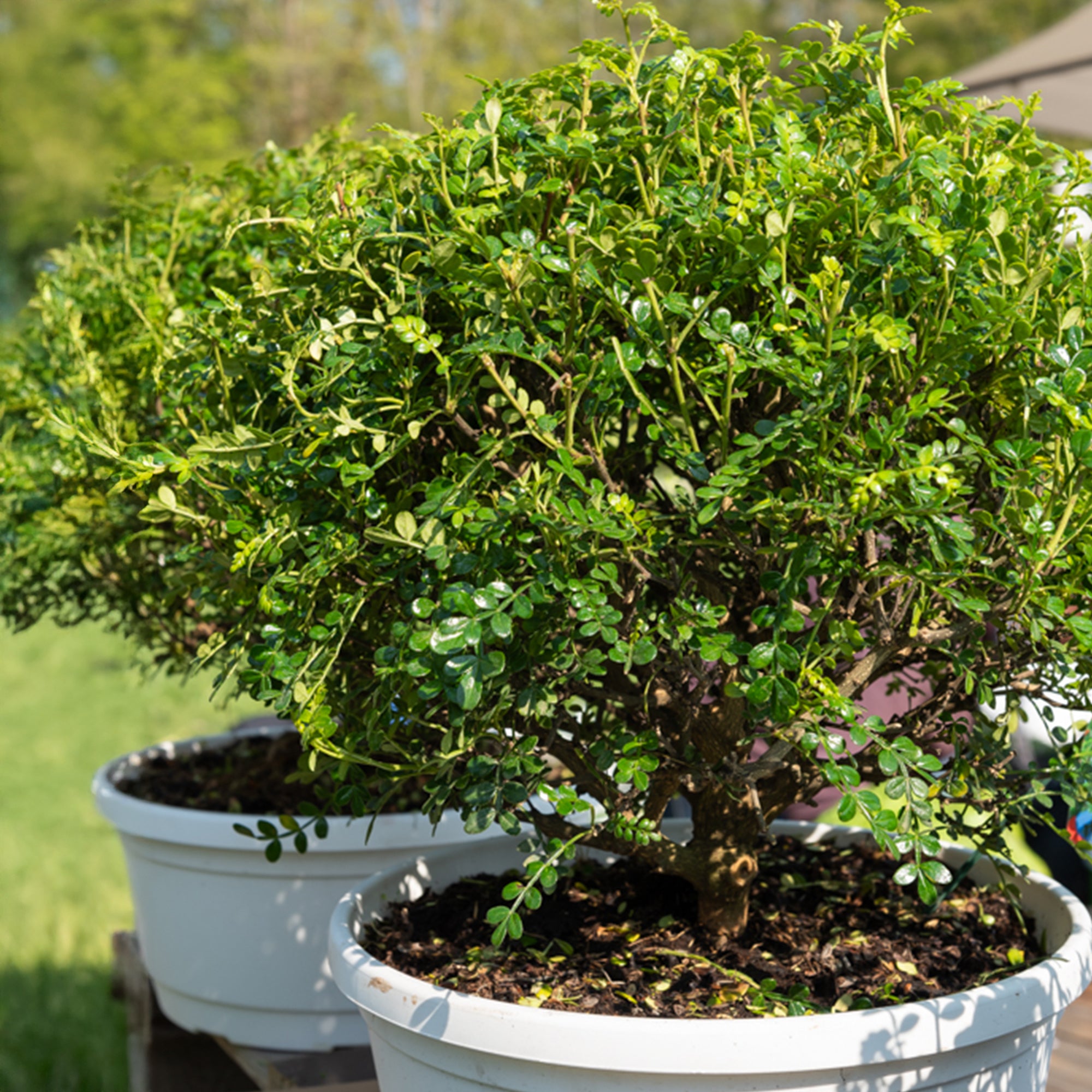 Japanse peperboom - Zanthoxylum piperitum | Bakker.com