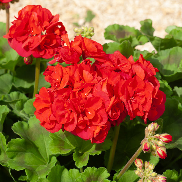 Geranium 'Toscana'® (x3) - Pelargonium zonale toscana ® | Bakker.com