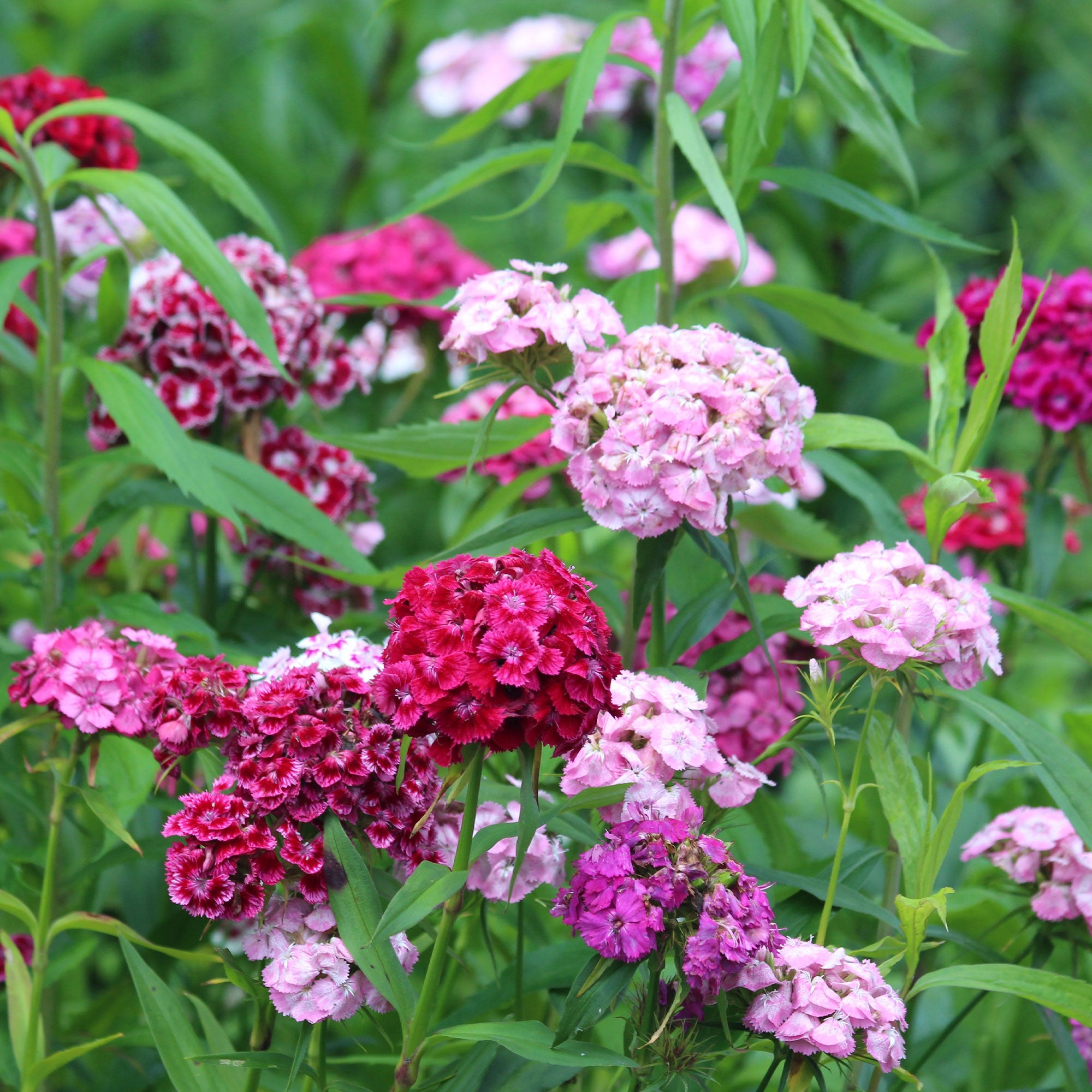 Zaden Duizendschoon Mix - Dianthus barbatus | Bakker.com