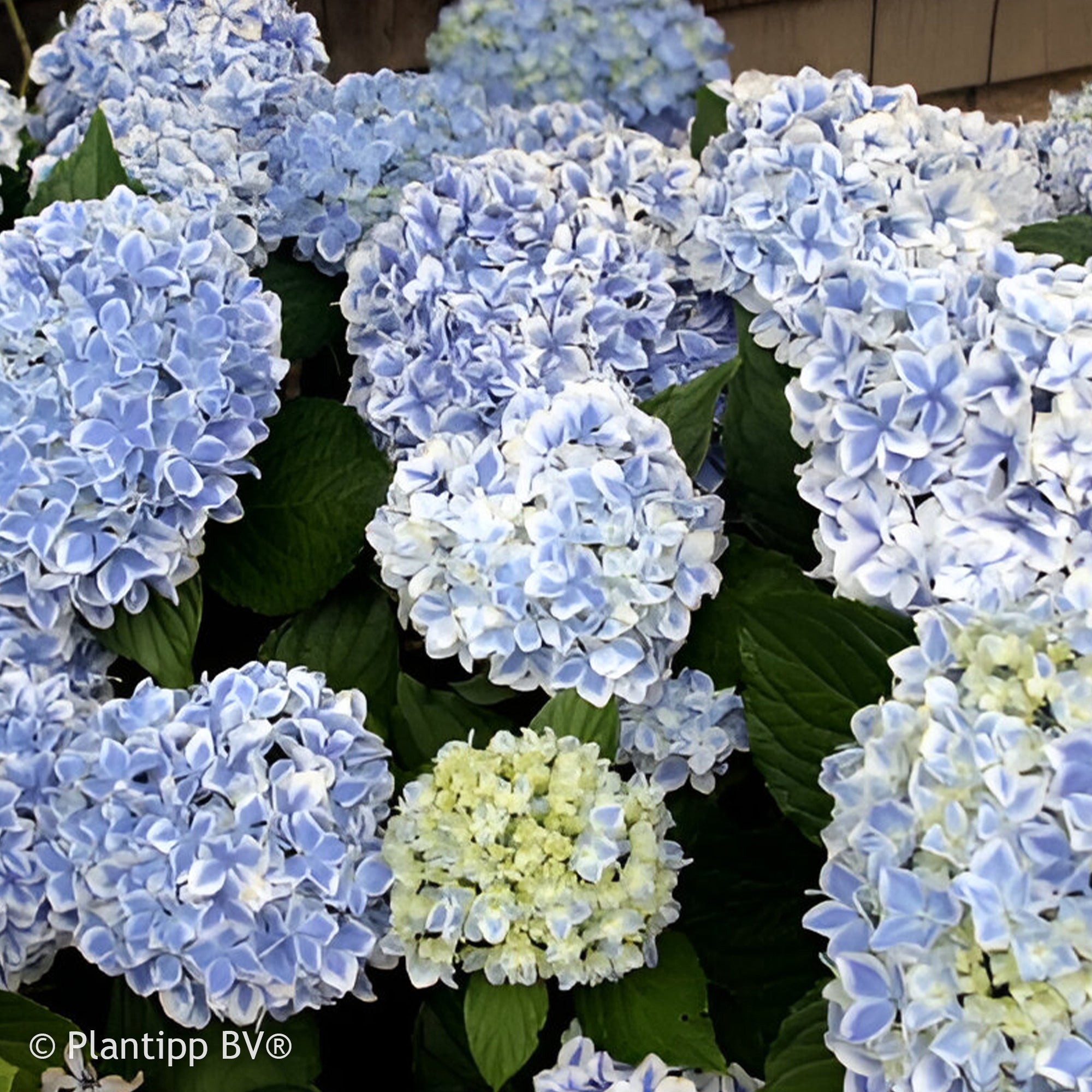 Boerenhortensia 'Peppermint' - Hydrangea macrophylla peppermint ...