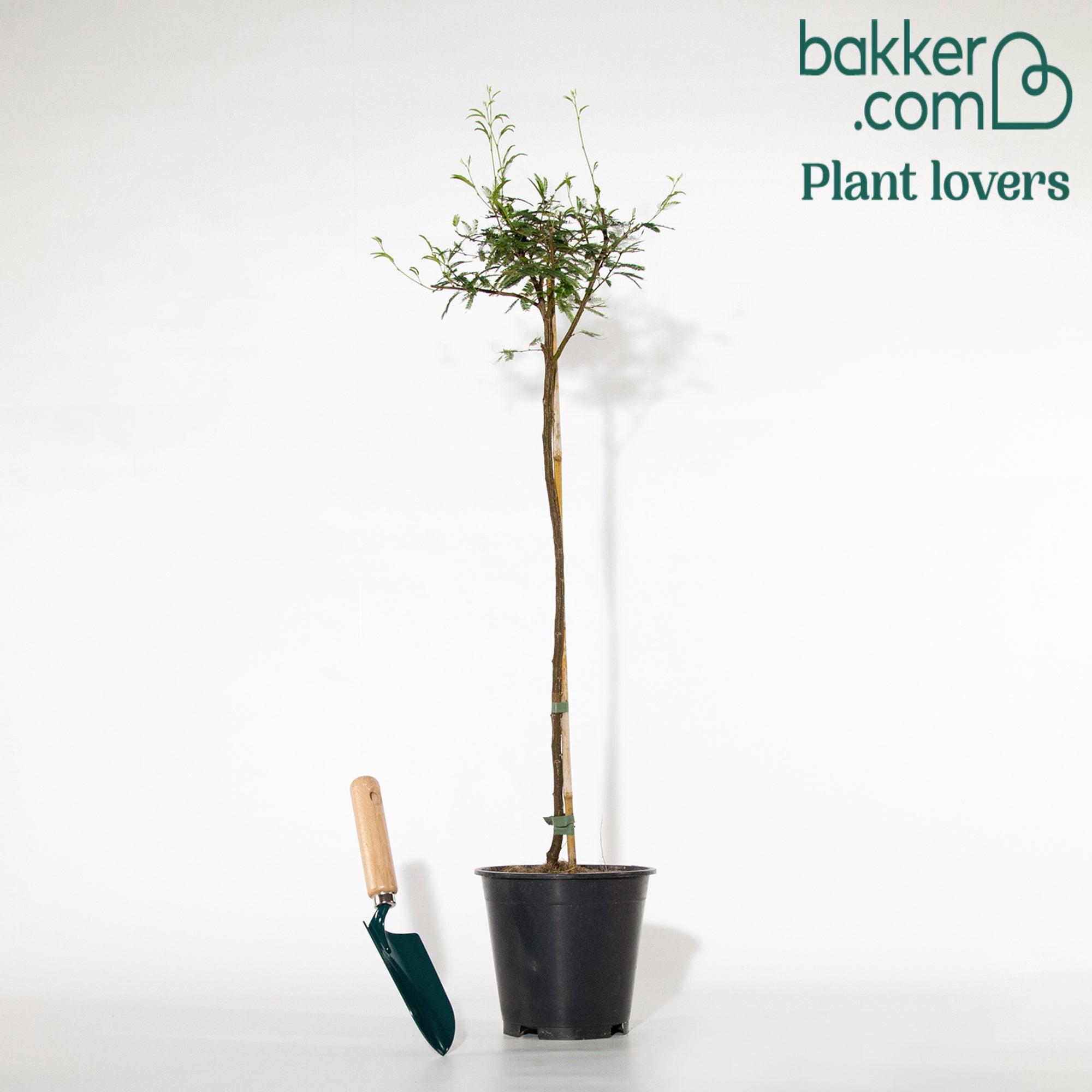 Surinaamse Poederdons op stam - Calliandra surinamensis pink powder ...