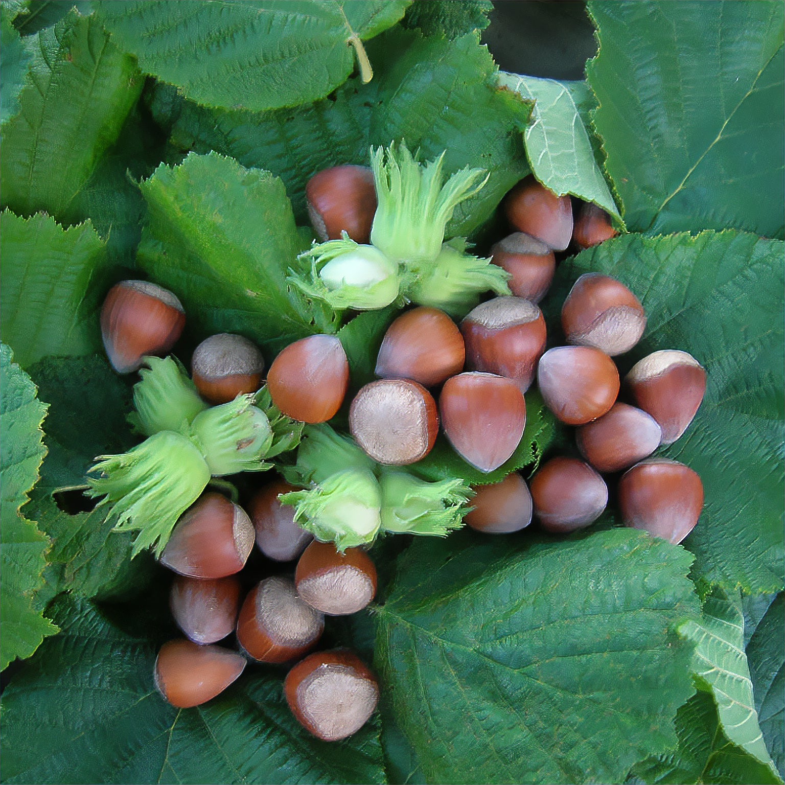 Gewone hazelaar Merveille de Bollwiller - Corylus maxima Merveille de ...