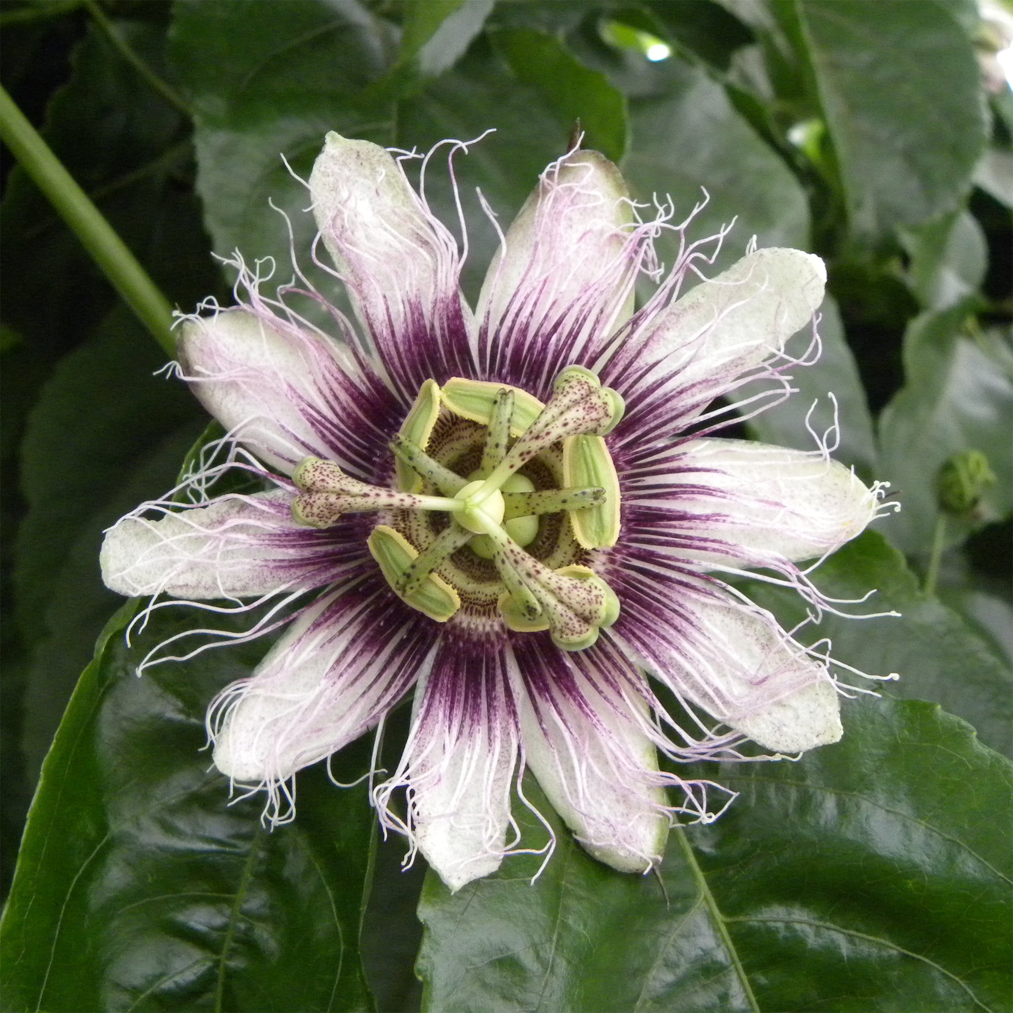 Passievrucht / Passiflora edulis - Passiflora edulis Purple | Bakker.com