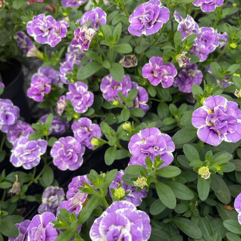 Calibrachoa Dubbel Loopy Lavendel - Calibrachoa Double Loopy Lavender ...