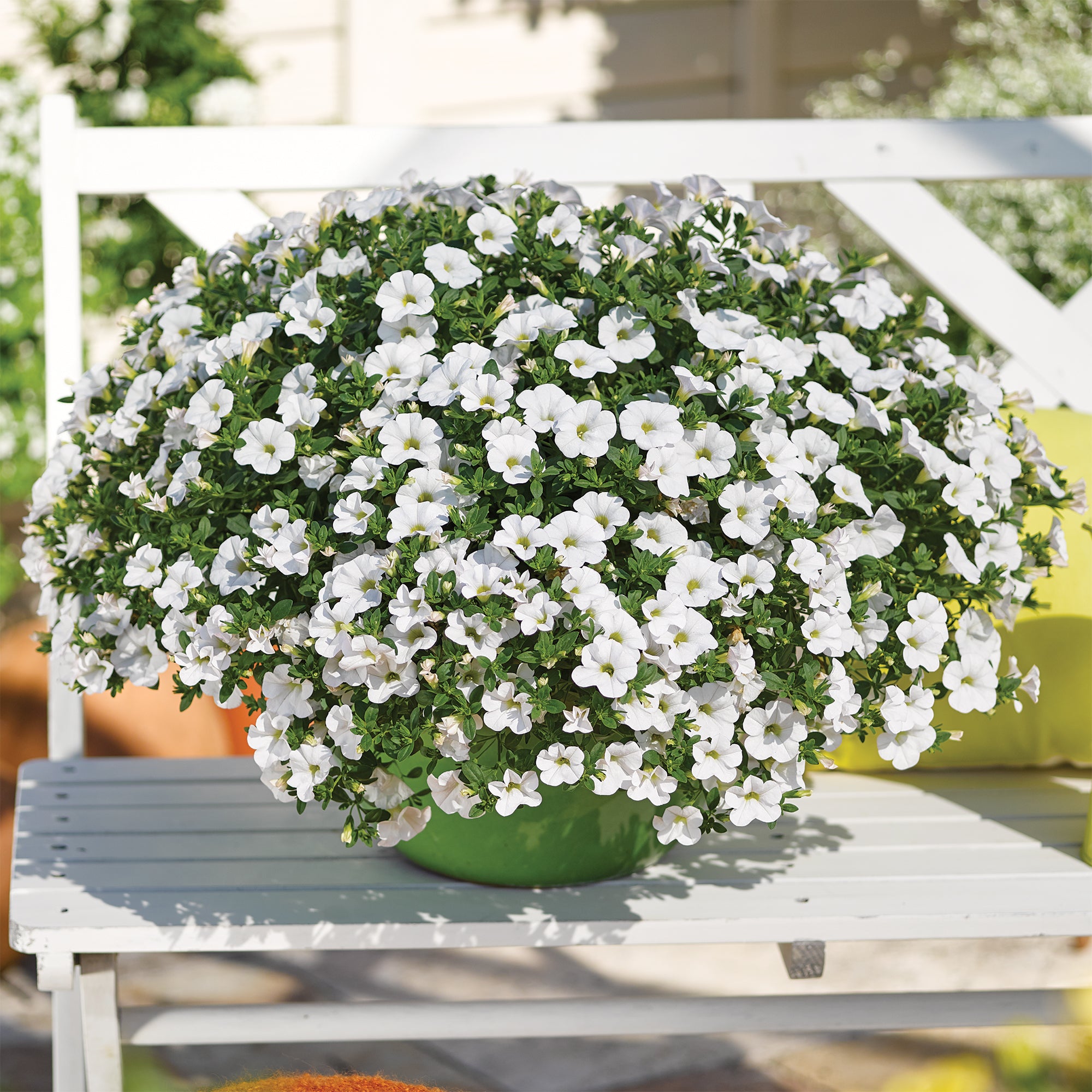 Witte mini-petunia (x3) - Calibrachoa hybride white | Bakker.com
