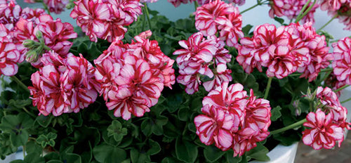 Snelgroeiende tuinplanten | Top 10 | Bakker.com