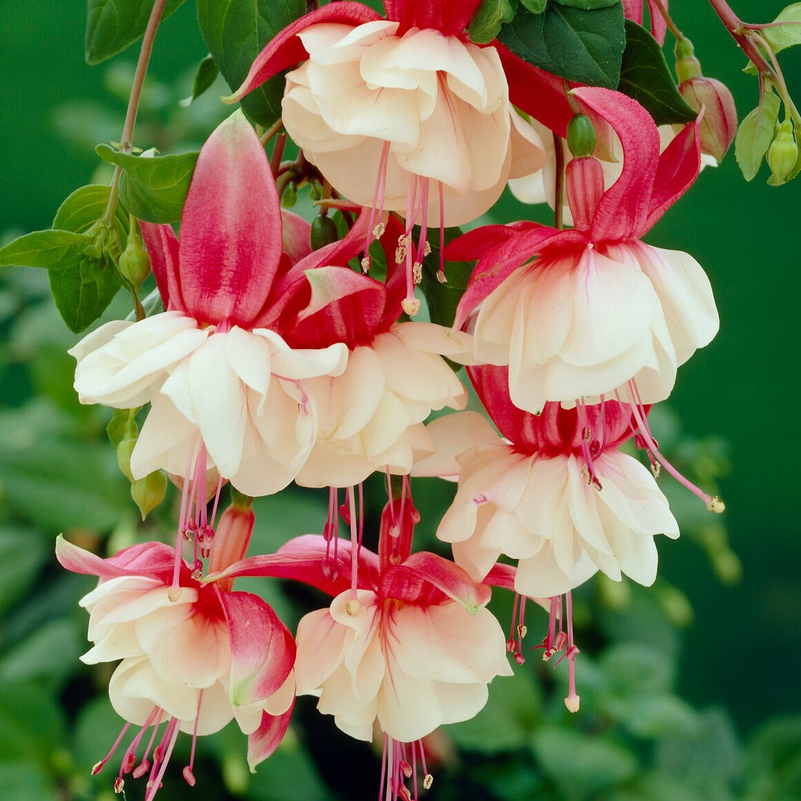 Bellenplant 'Swingtime' - Fuchsia swingtime | Bakker.com