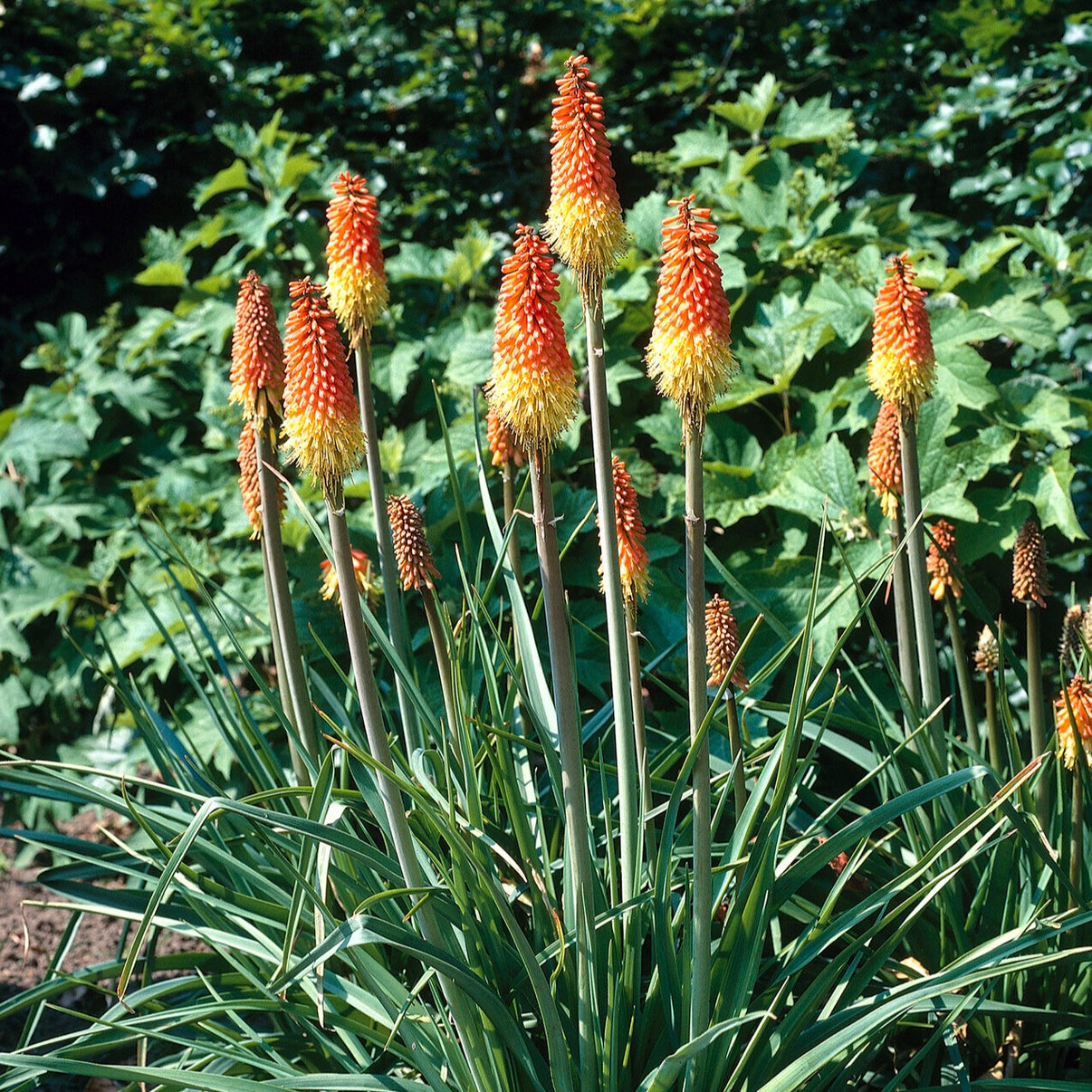 Koop nu vaste plant Vuurpijl Kniphofia uvaria - Biologisch oranje-geel ...