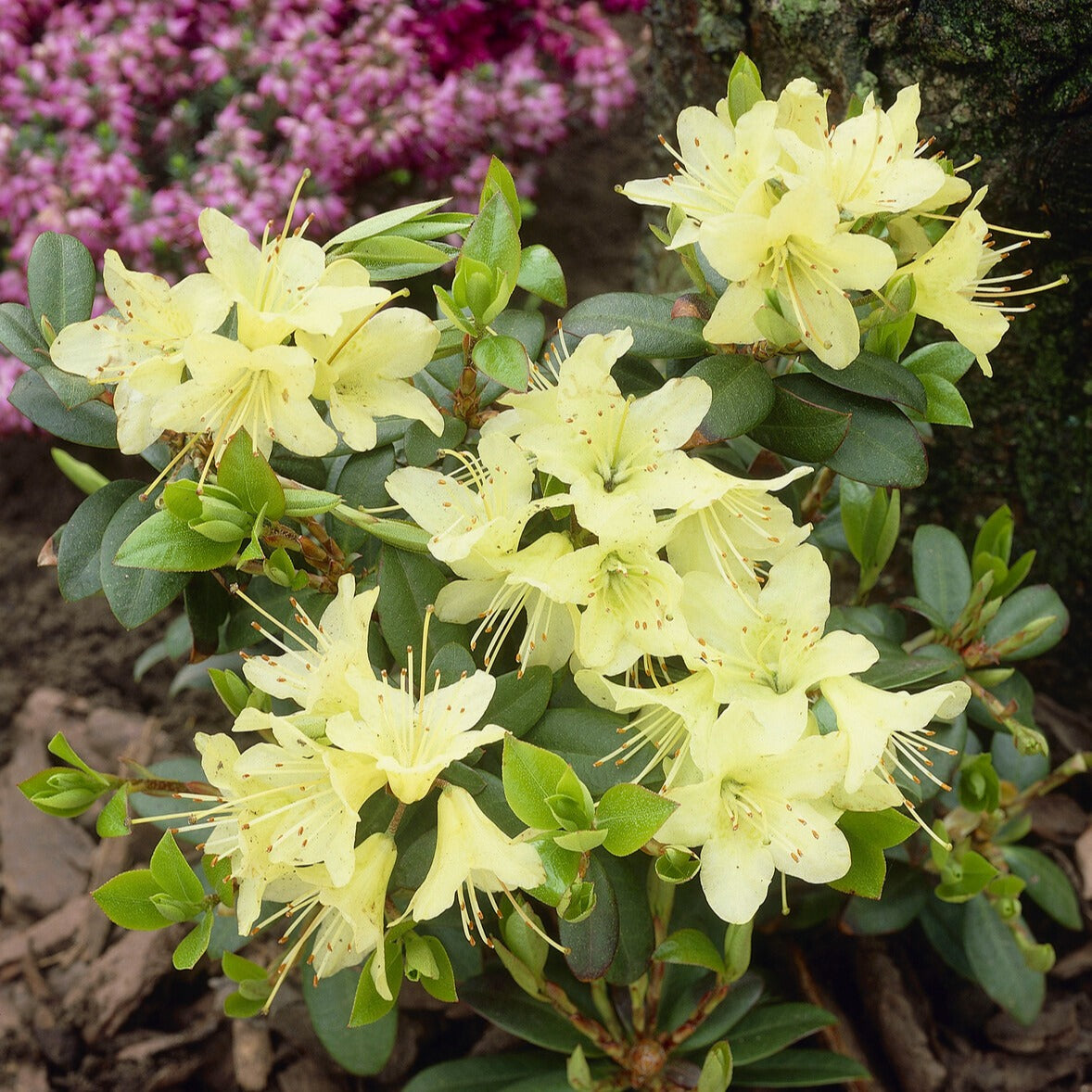 Rhododendron 'Prinses Anne' - Rhododendron princess anne | Bakker.com