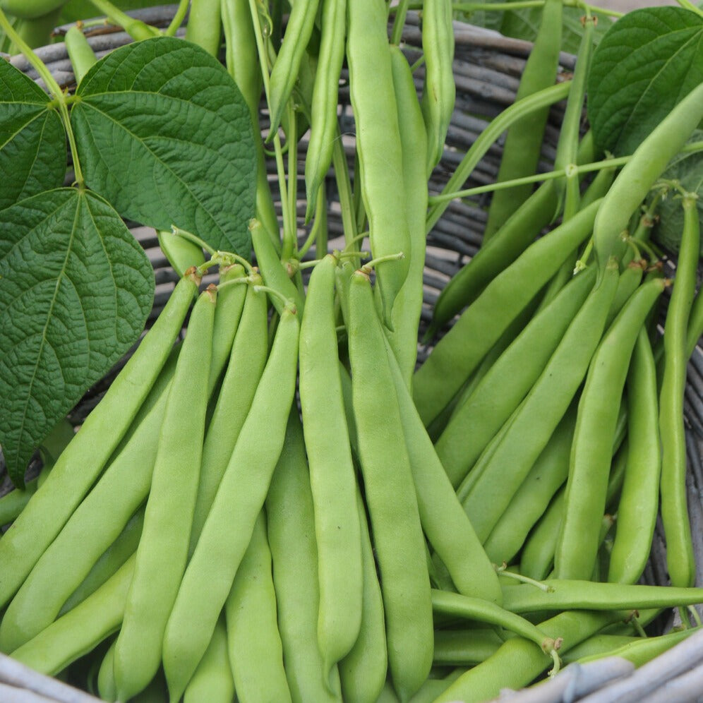 Zaden Snijboon 'Artemis' - Phaseolus vulgaris artemis | Bakker.com