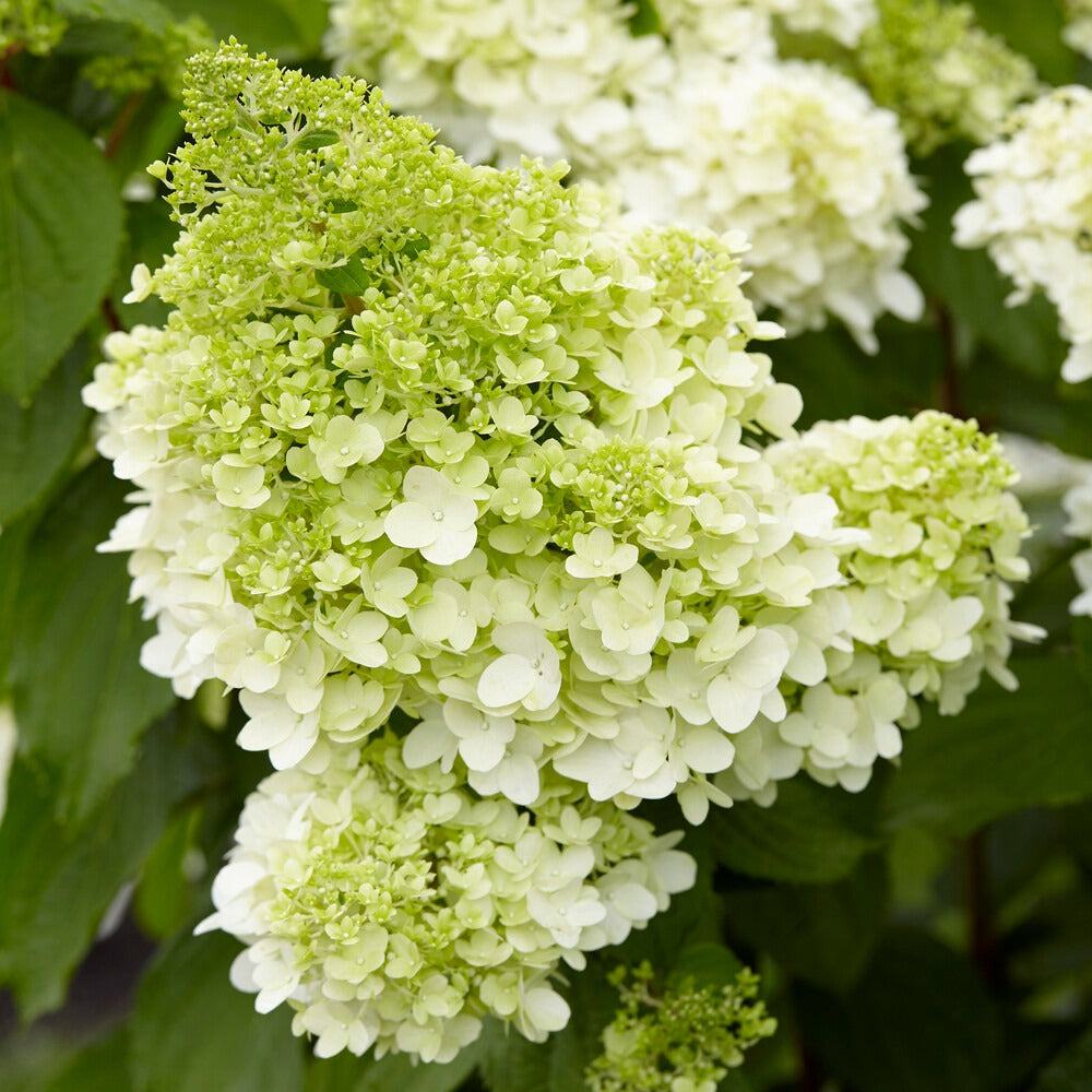 Pluimhortensia Magical® 'Moonlight' - Hydrangea paniculata magical ...