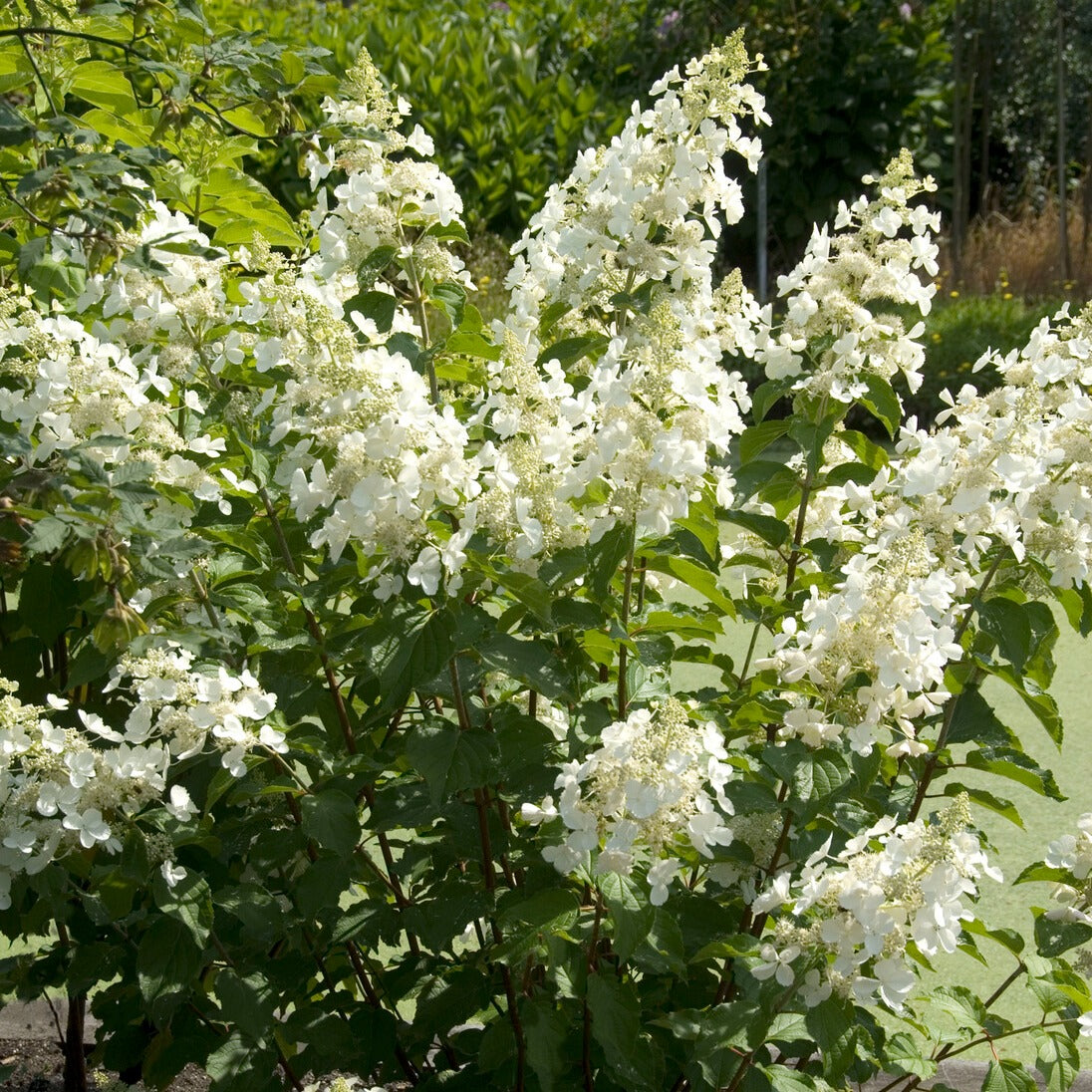 Pluimhortensia 'Pink Lady' - Hydrangea paniculata pink lady | Bakker.com