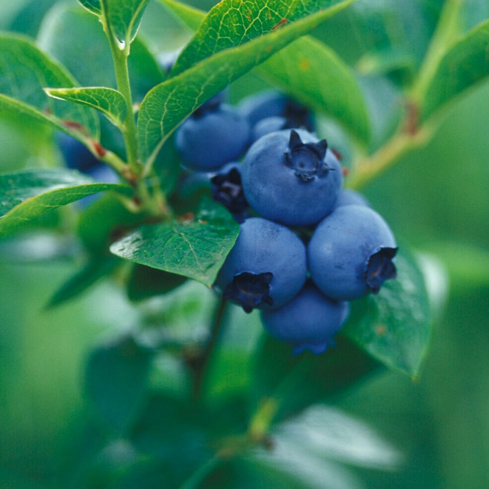 Blauwe bessenstruik | Bakker.com