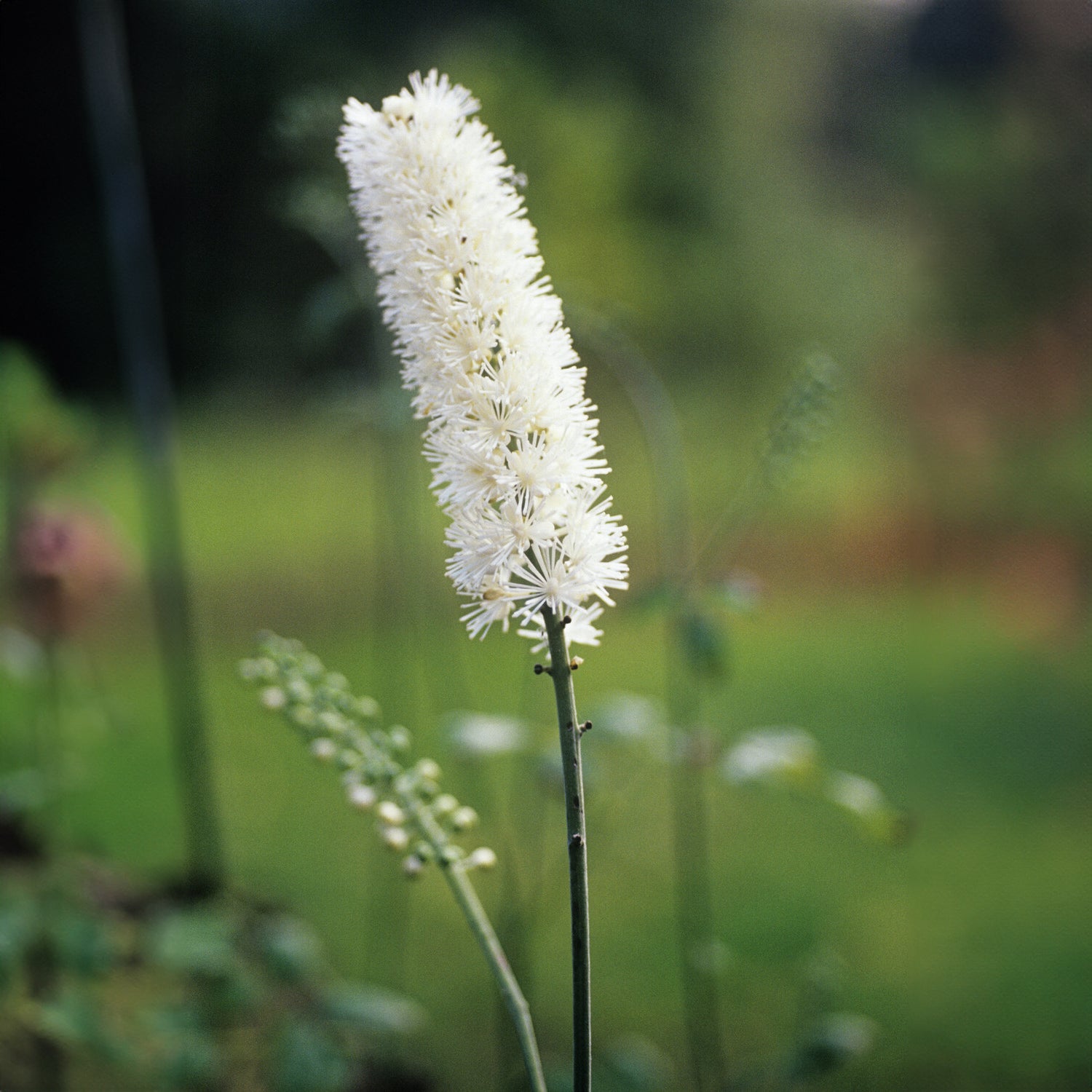 Christoffelkruid Bugbane - Actaea racemosa | Bakker.com