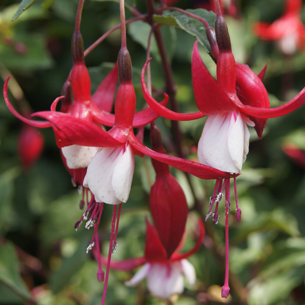 Bellenplant 'Madame Cornelissen' - Fuchsia madame cornelissen | Bakker.com