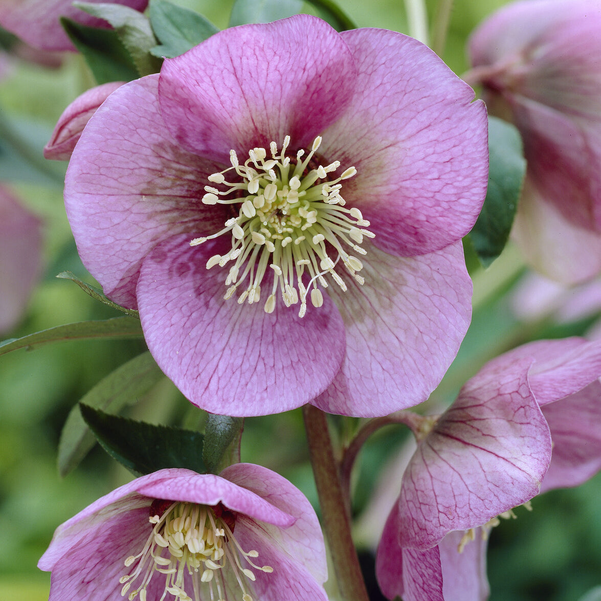 Kerstroos Pink Lady - Helleborus orientalis pink lady | Bakker.com