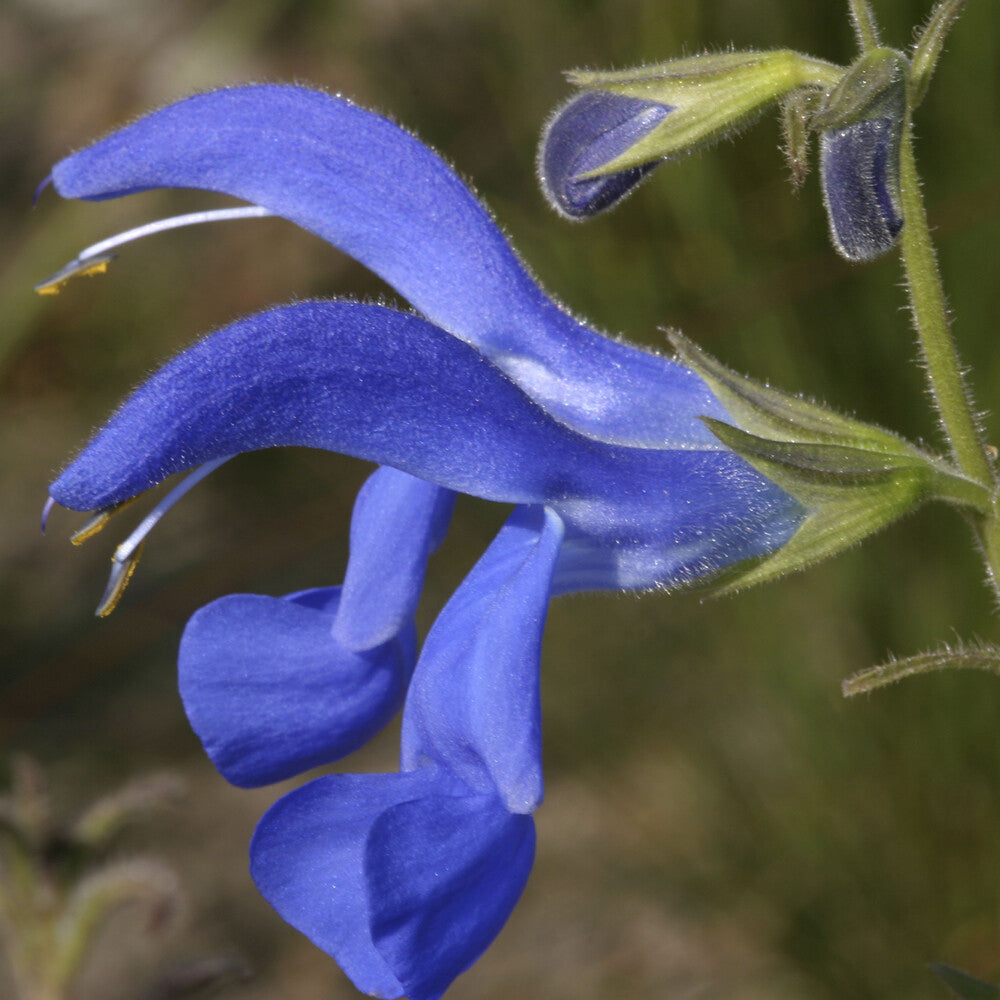 Siersalie Blue Enigma - Salvia guaranitica blue enigma | Bakker.com