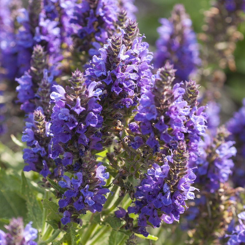 Siersalie Marcus - Salvia nemorosa Marcus Haeumanarc | Bakker.com