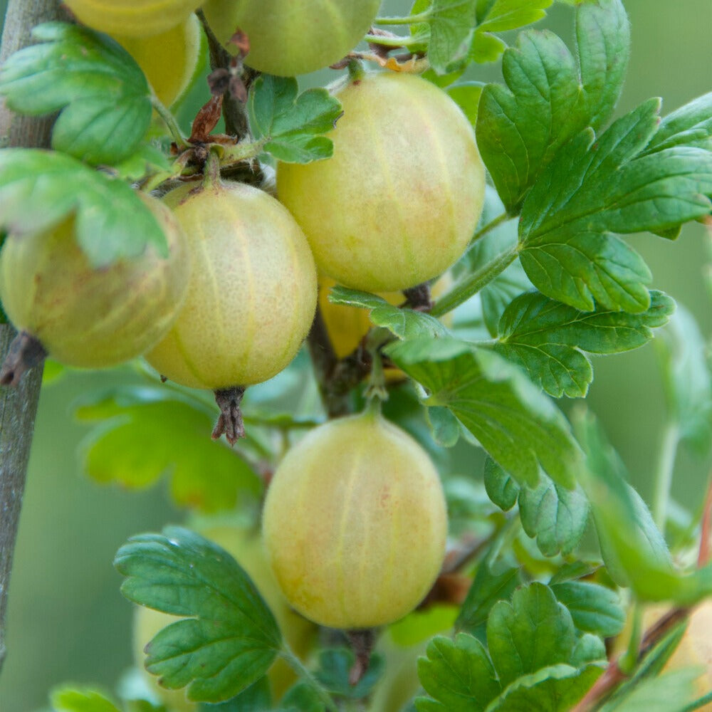 Kruisbessenstruik | Online kopen op Bakker.com