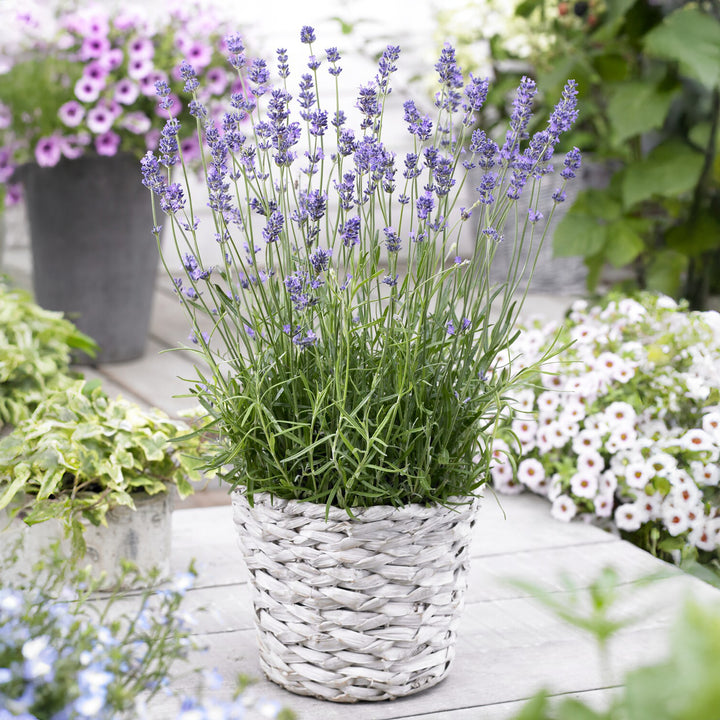 Amerikaanse sering 'Blue Mound' op stam - Ceanothus blue mound | Bakker.com