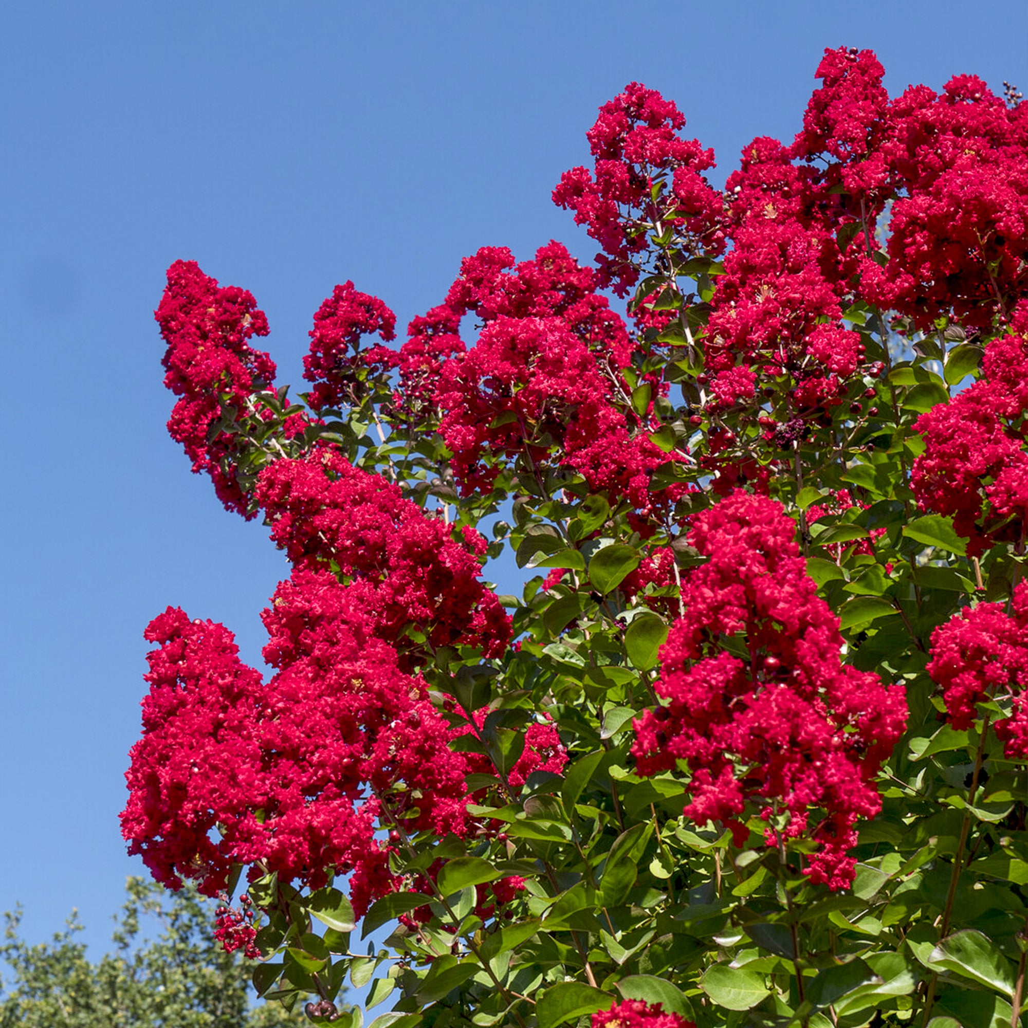 Indiase sering dynamiet - Lagerstroemia indica Dynamite | Bakker.com