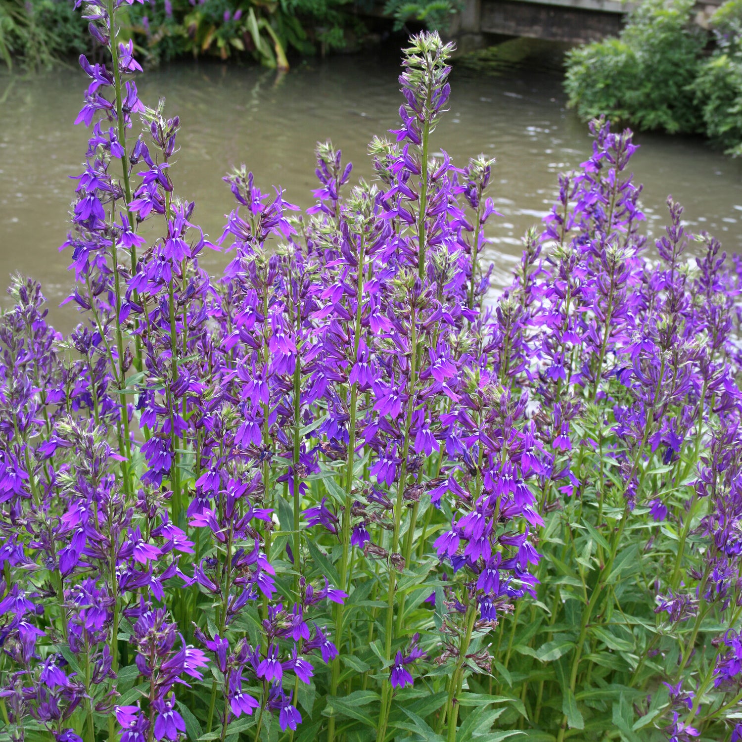 Vaste lobelia - Lobelia gerardii Vedrariensis | Bakker.com