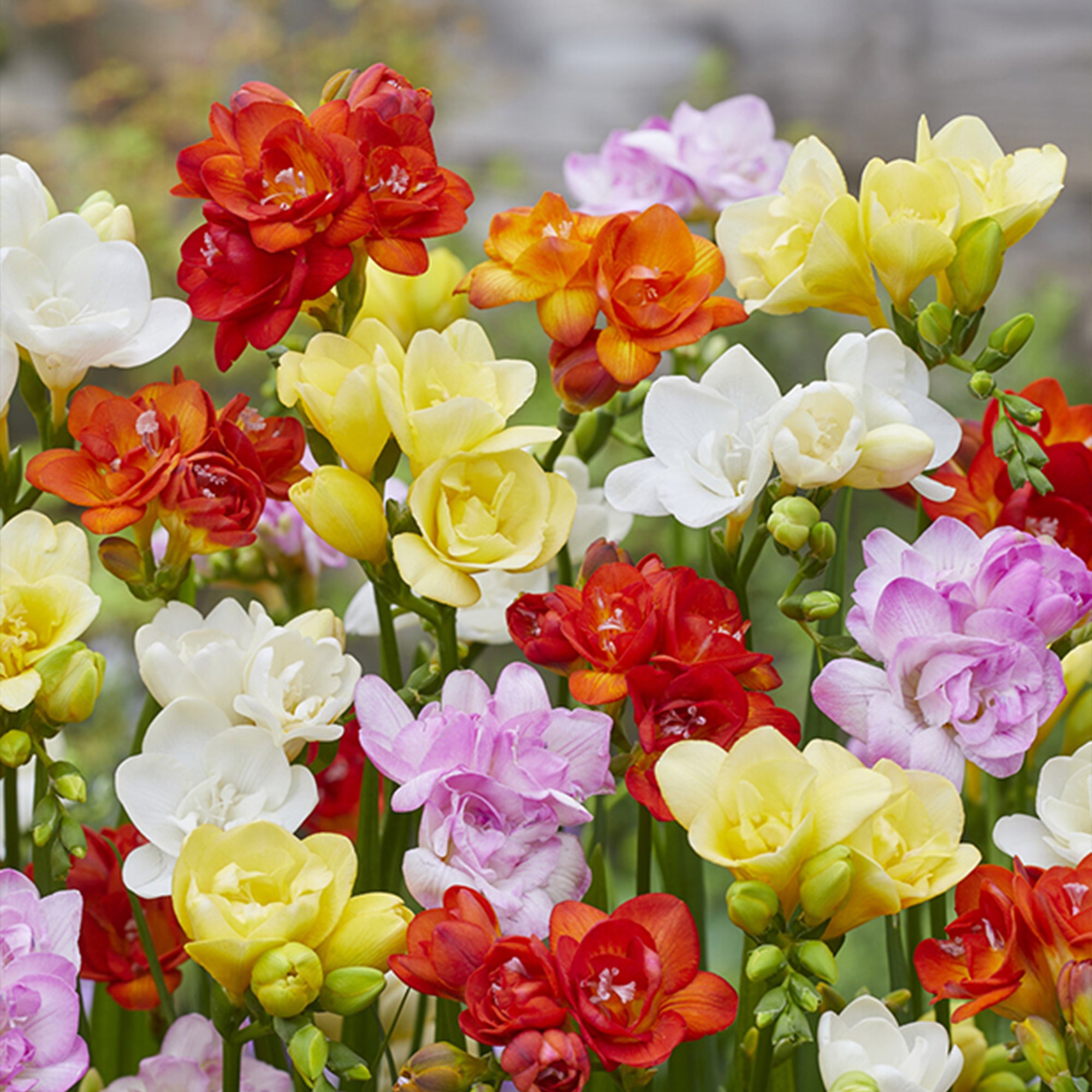 Planta De Fresia Branca Freesia Voordelig Kopen Bij TuinFlora.com