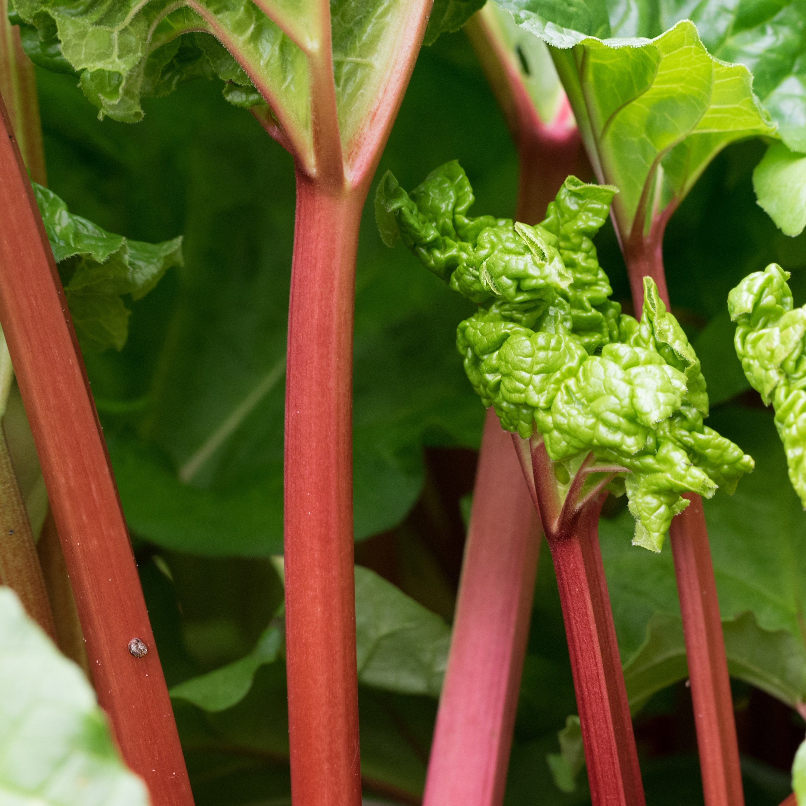 Rabarber - Rheum rhabarbarum | Bakker.com