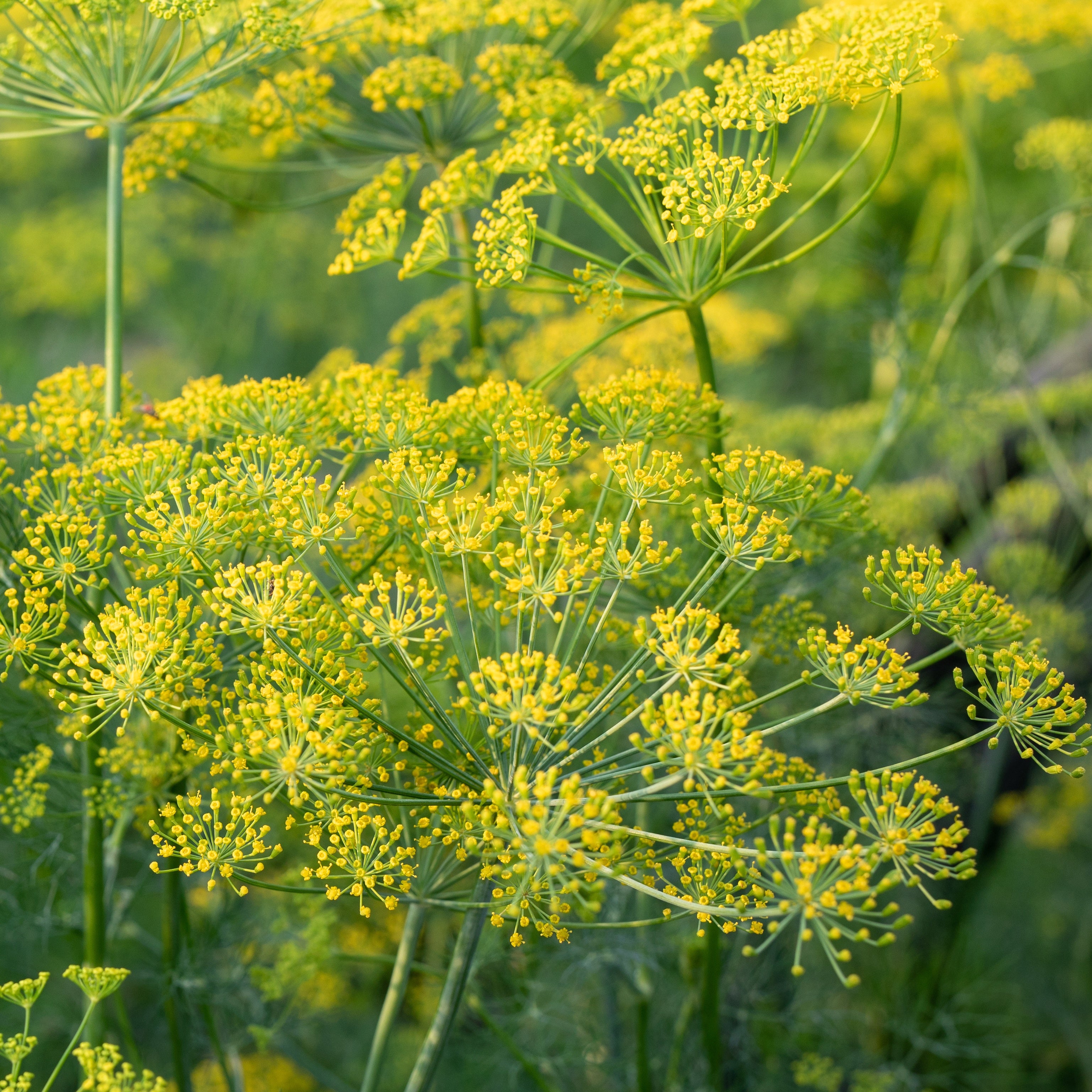 Dille - Anethum graveolens | Bakker.com
