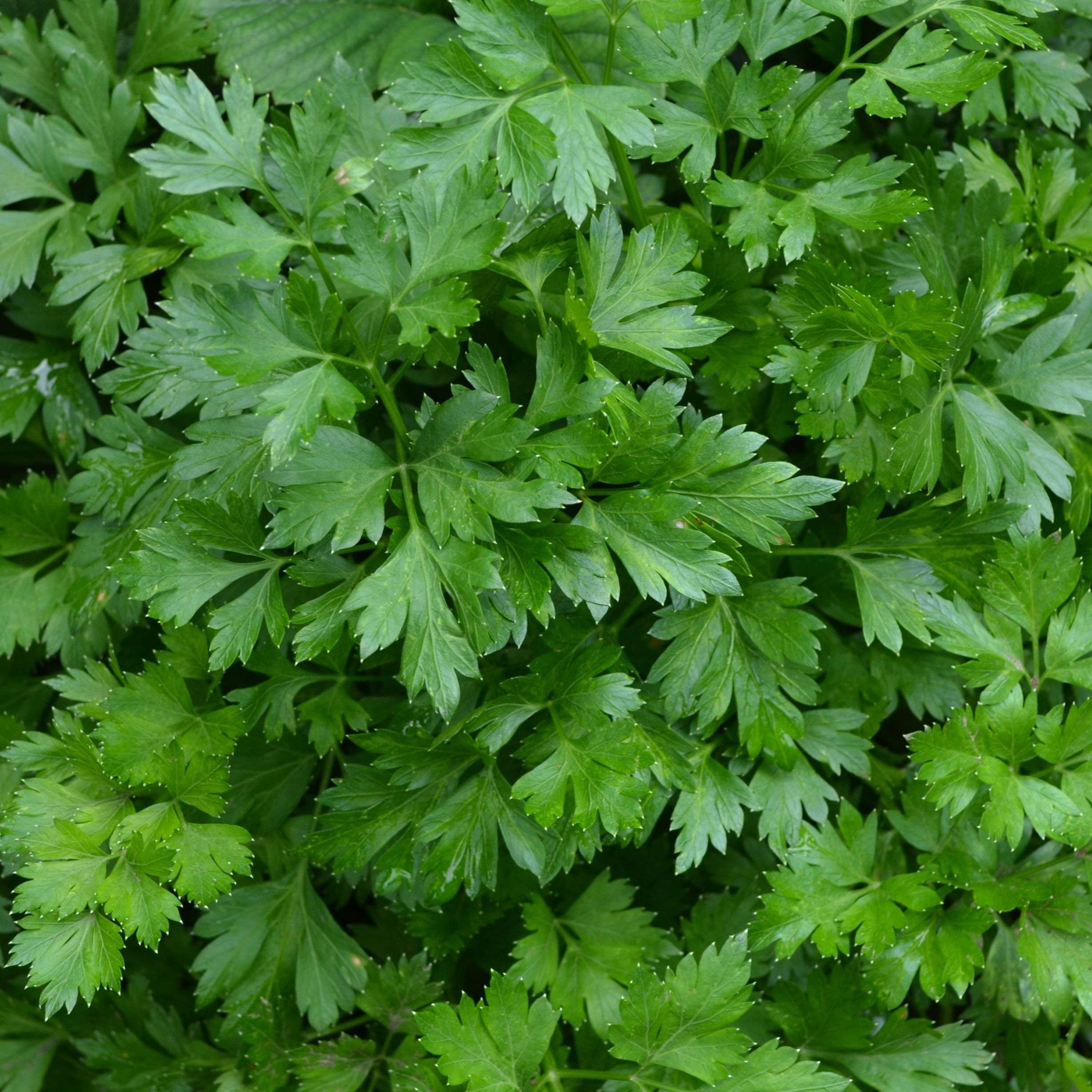Gewone peterselie - Petroselinum crispum | Bakker.com