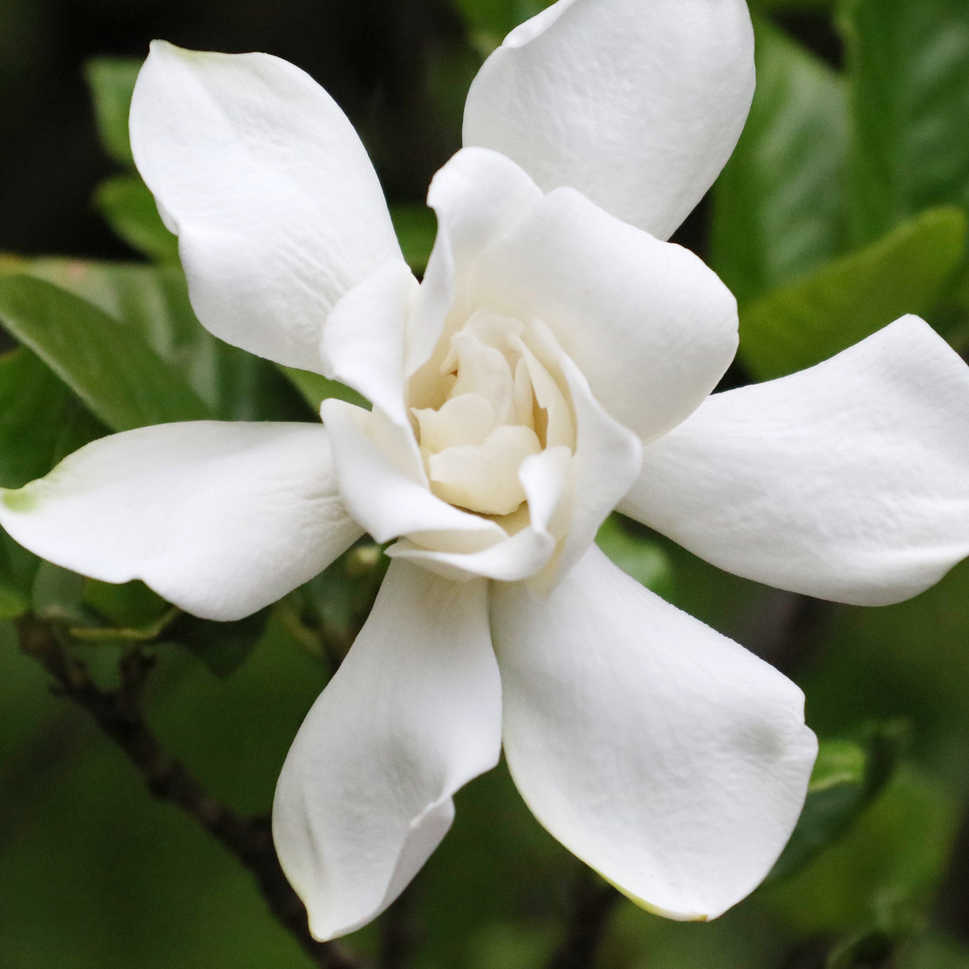 Kaapse Jasmijn 'Celestial Star' - Gardenia celestial star® 'ps-2013-4 ...