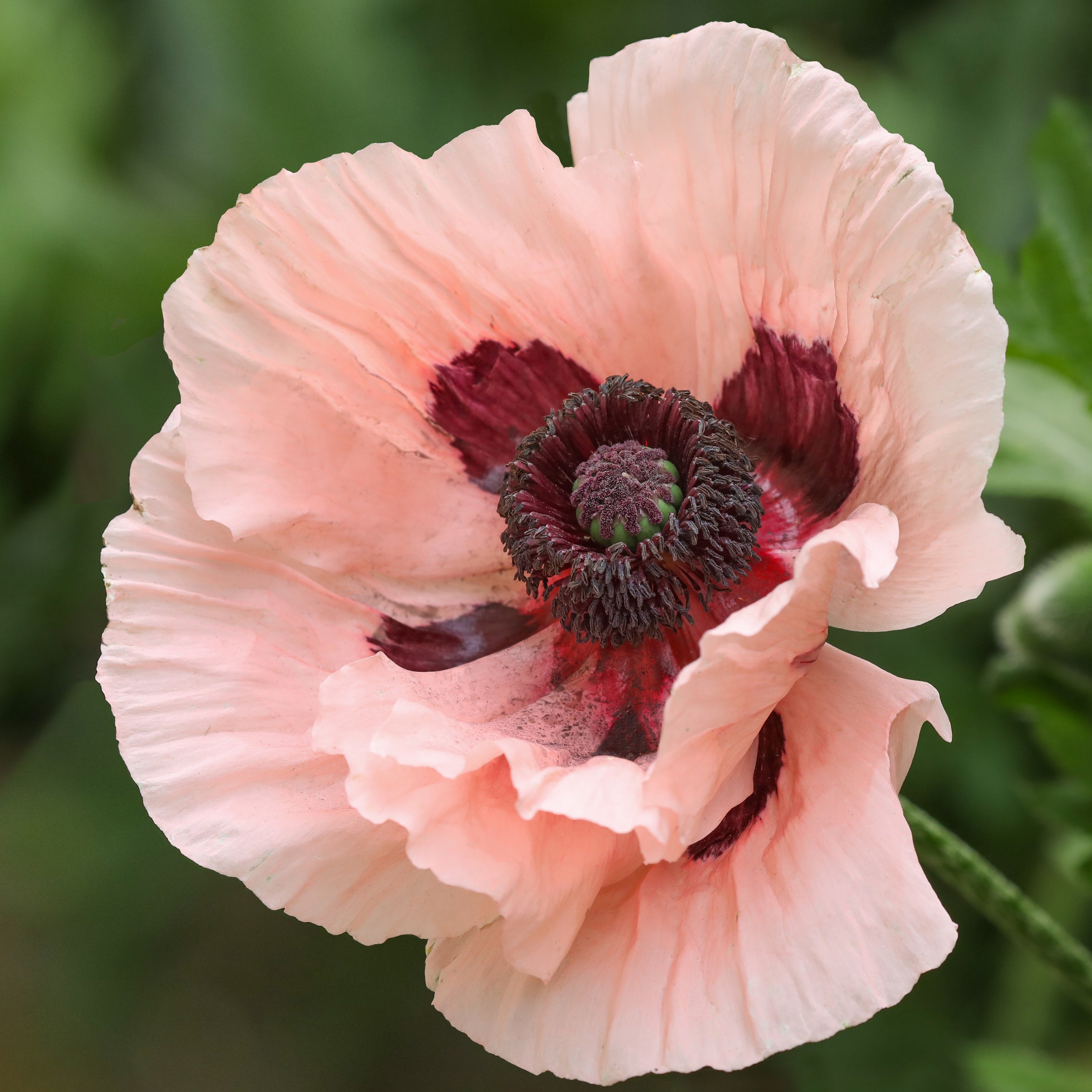 Klaproos Mrs Perry - Papaver orientale mrs perry | Bakker.com