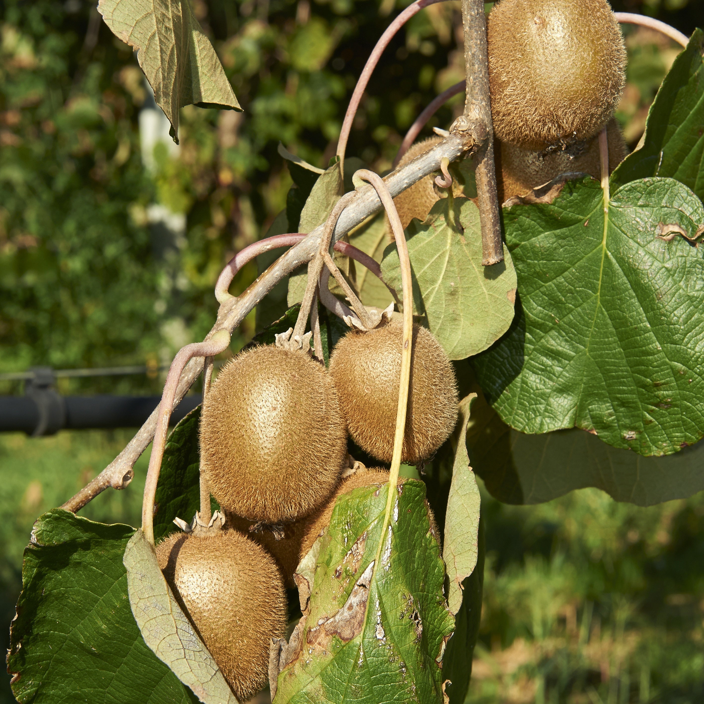 Kiwi Tree In Pot Growing Fruit Trees In Containers, Part 1 Stark